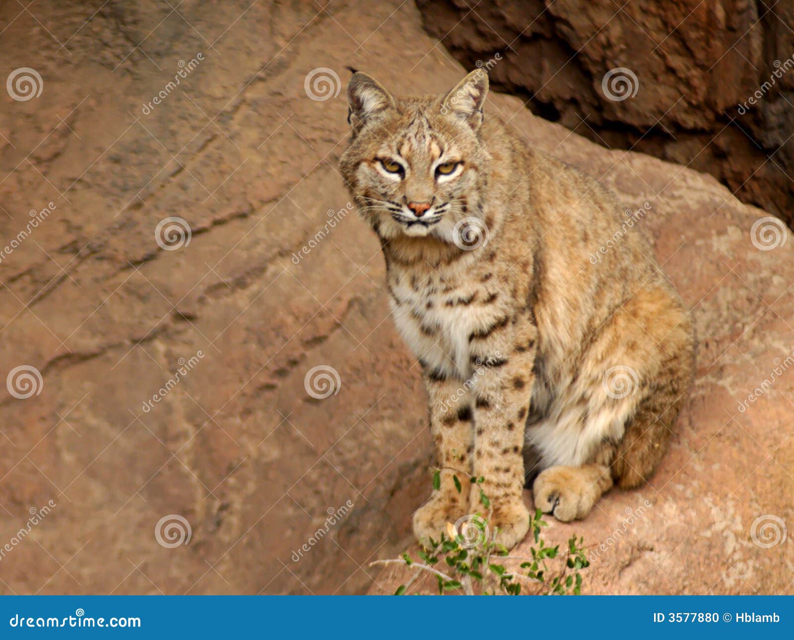Wildcat Sitting Pretty stock photo. Image of animal, furry - 3577880
