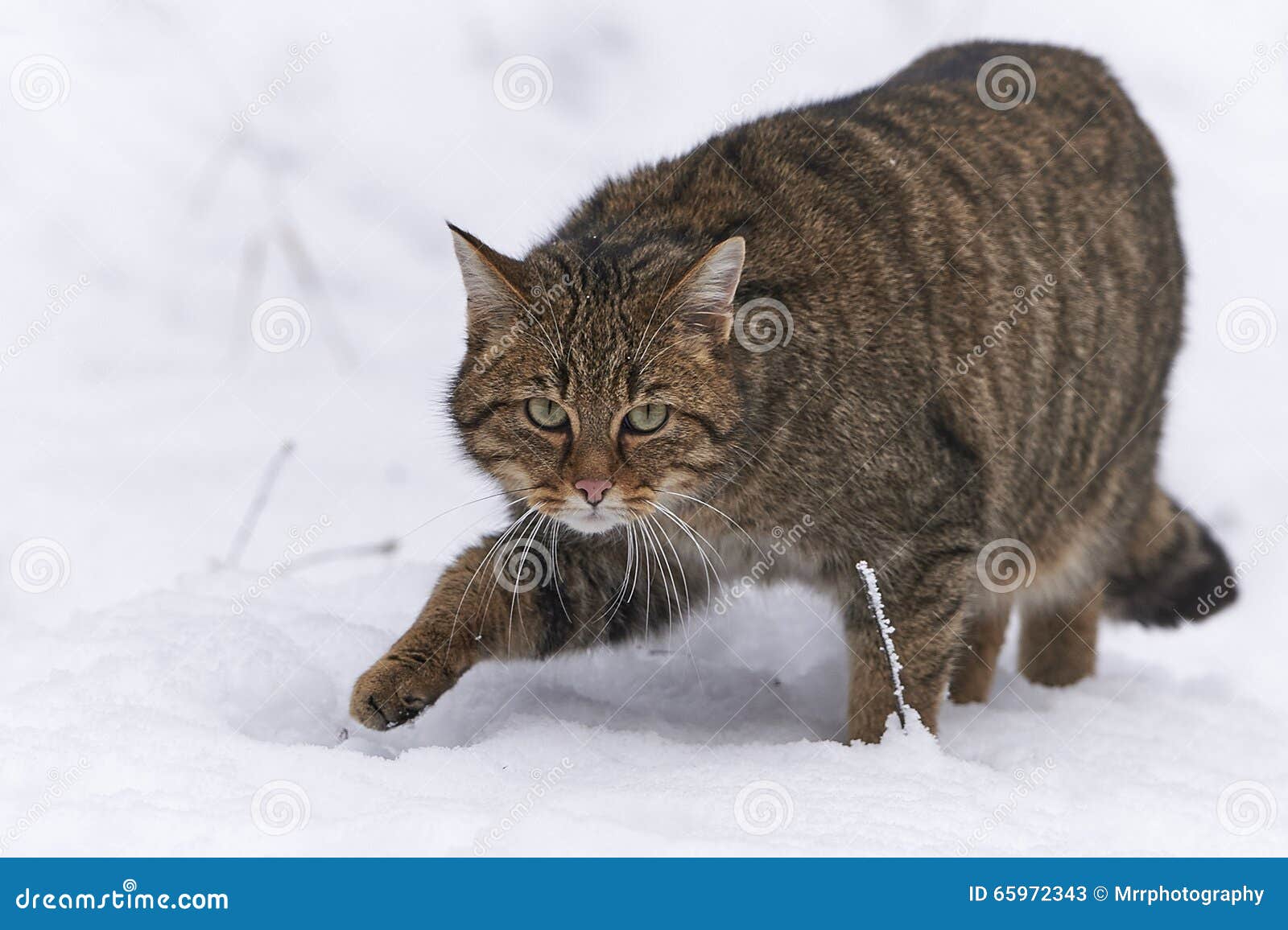 Wildcat in snow stock image. Image of frost, wildcat - 65972343