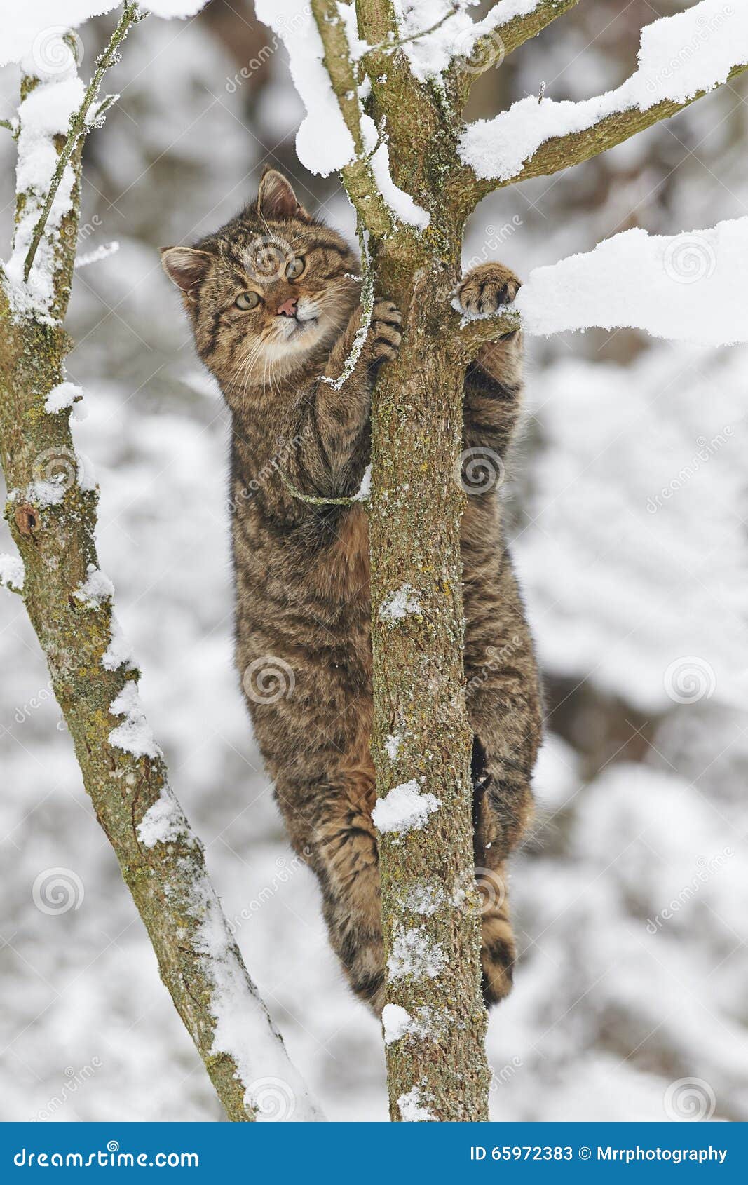 Wildcat in snow stock image. Image of frost, winter, wildcat - 65972383