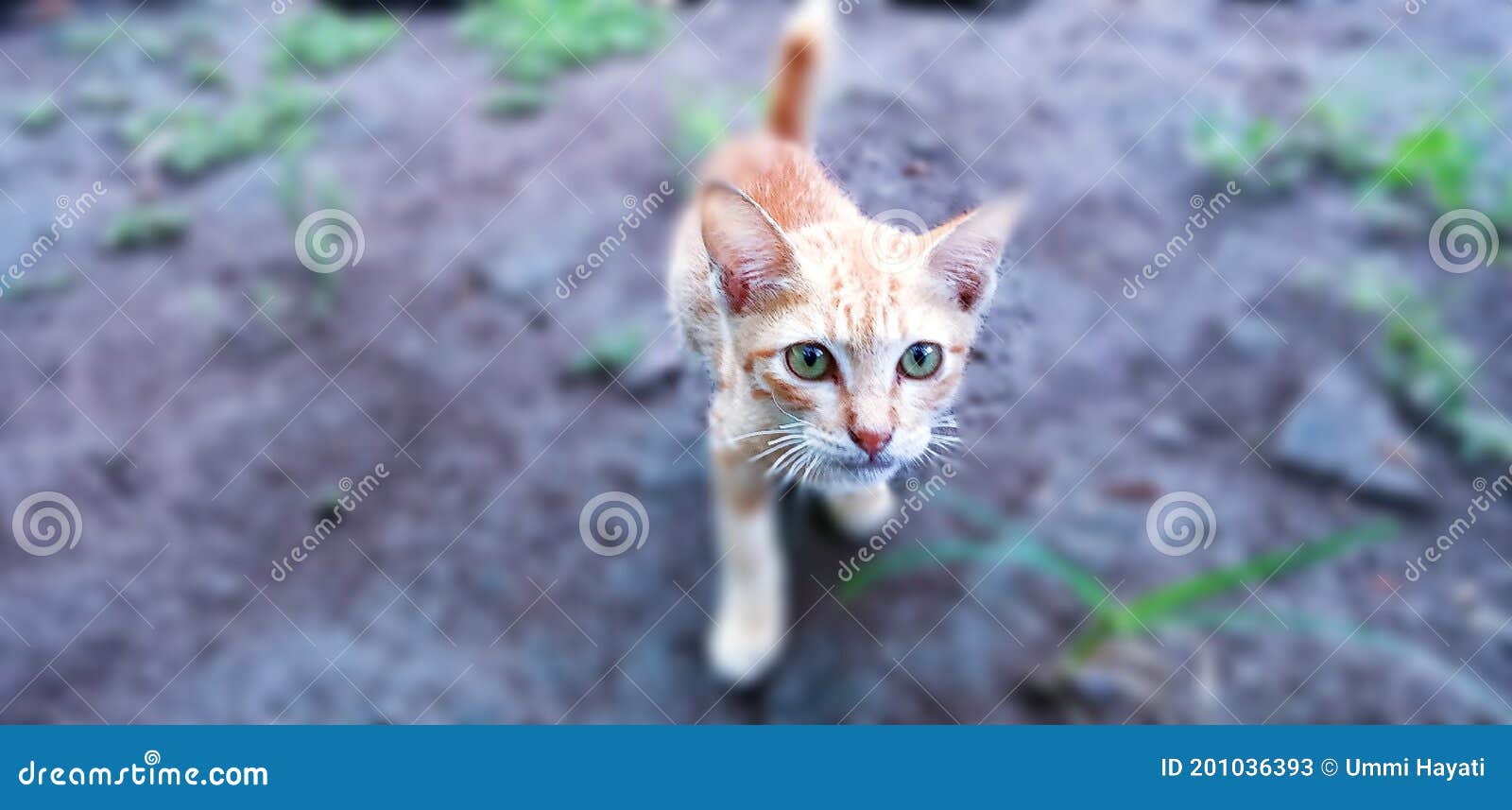 Cute wildcat at the garden stock image. Image of animal - 201036393