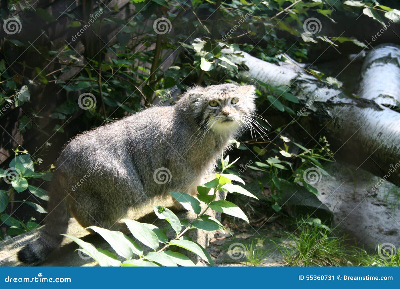 Afraid Wildcat Stock Photos - Free & Royalty-Free Stock Photos from ...