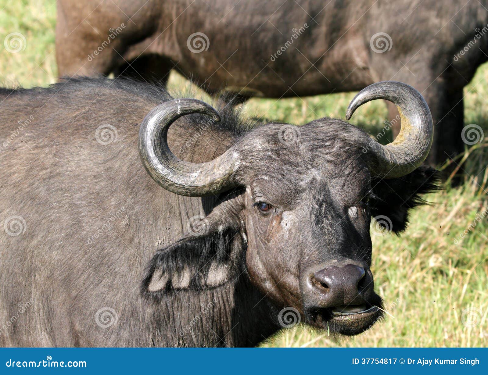Wilde Afrikaanse Buffels Met Gebogen Hoorn Stock Afbeelding - Image of ...