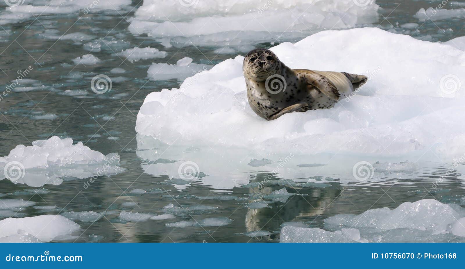 Wilde Alaska-Dichtung Auf Dem Eis Stockfoto - Bild von ozean, wildnis ...