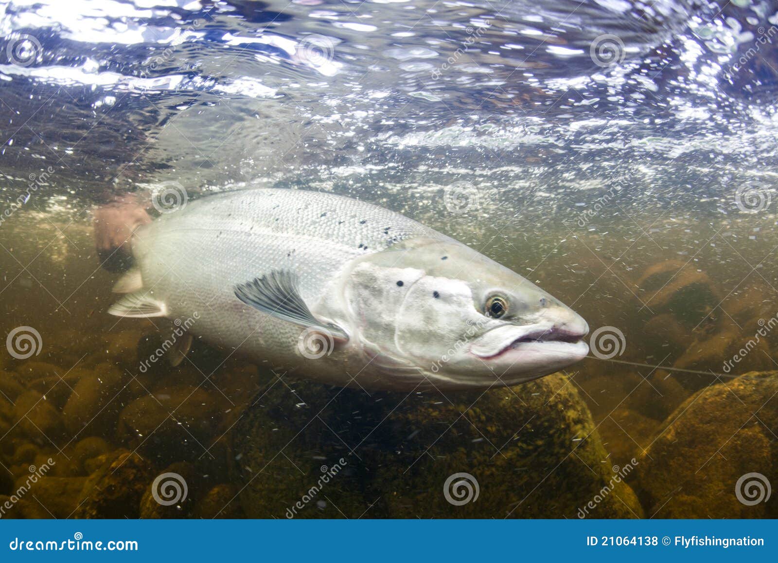 Wilde Atlantische Lachse Unterwasser Stockfoto - Bild von verriegelung ...