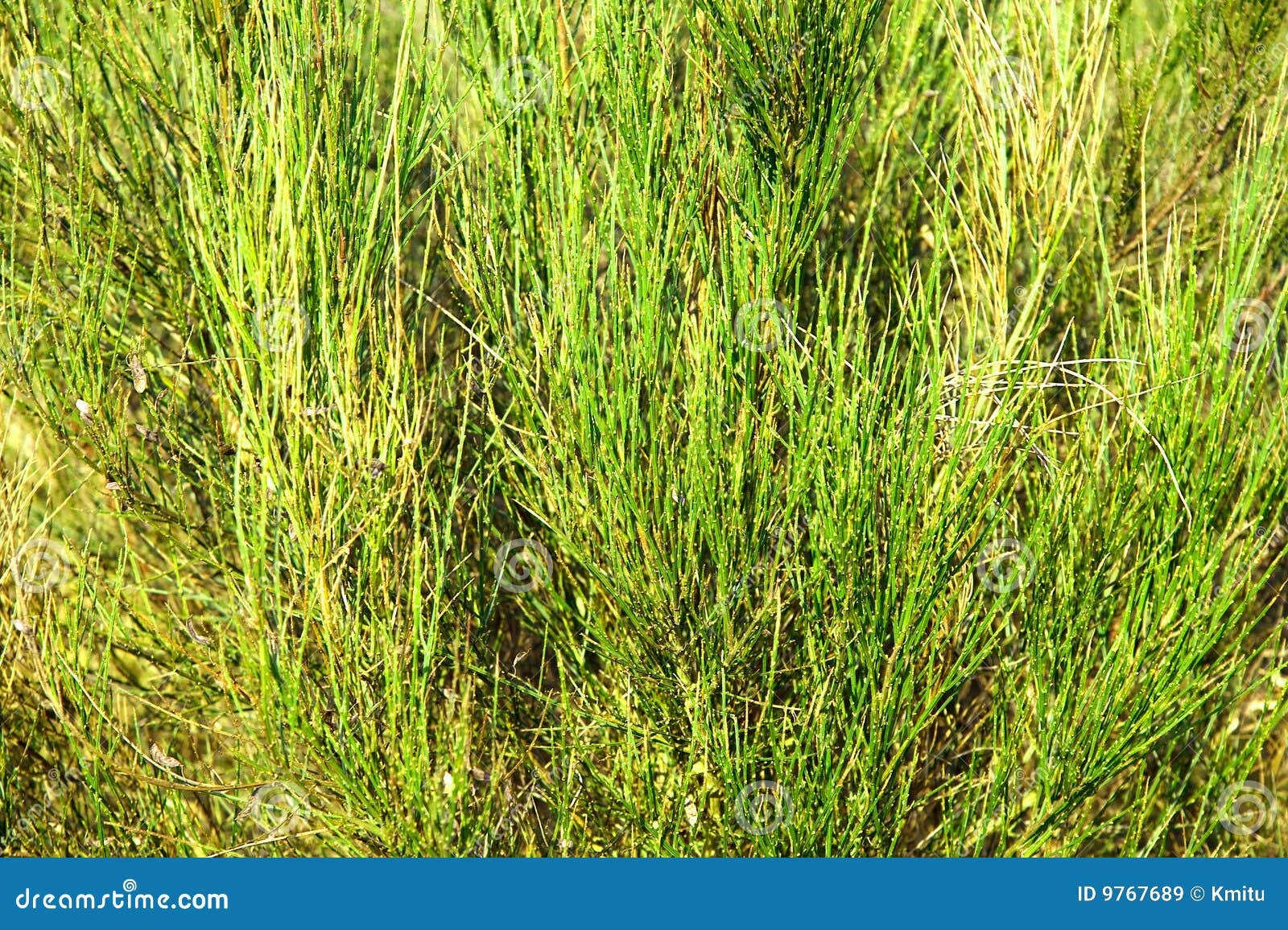 Wilde Büsche stockbild. Bild von weizen, wild, sonderkommandos - 9767689