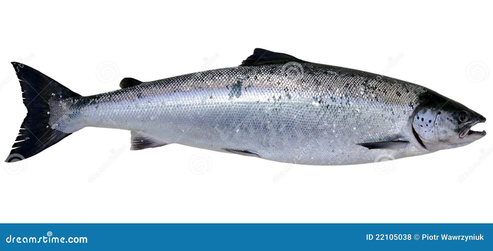 Wilde Baltische zalm stock foto. Image of proteïne, visserij - 22105038