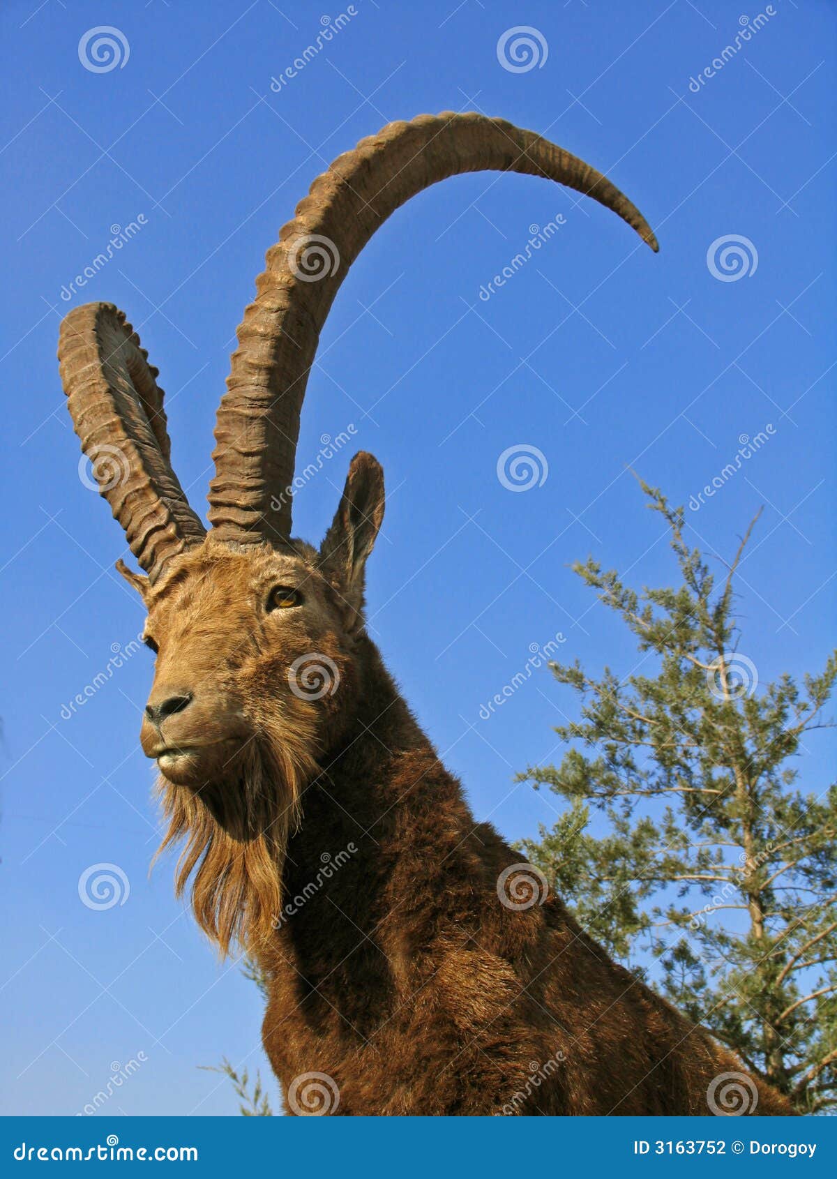 Wilde berggeit stock foto. Image of spel, krachtig, buiten - 3163752