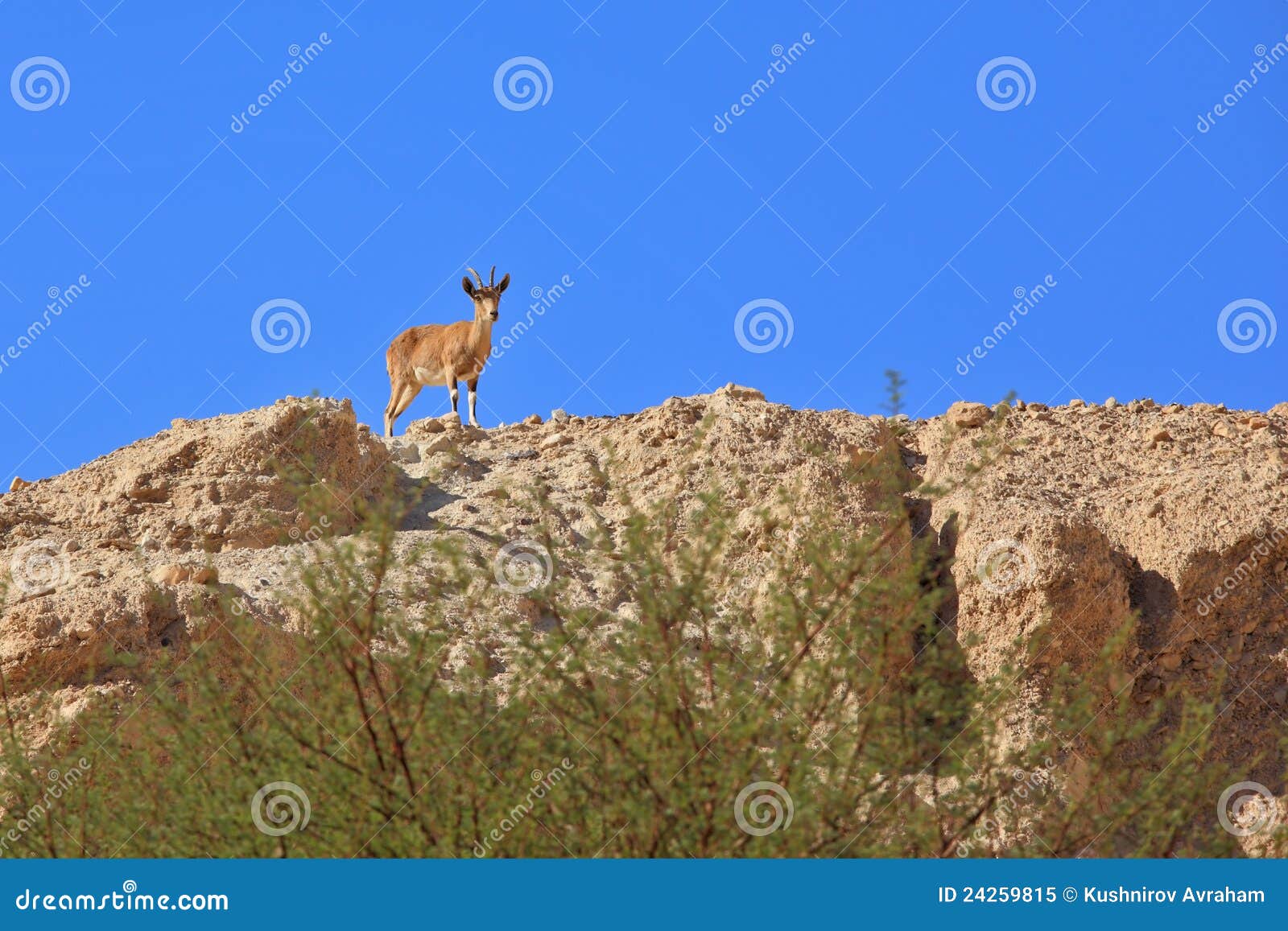 Wilde Berggeit Op De Oude Bergen Stock Afbeelding - Image of dier, rots ...