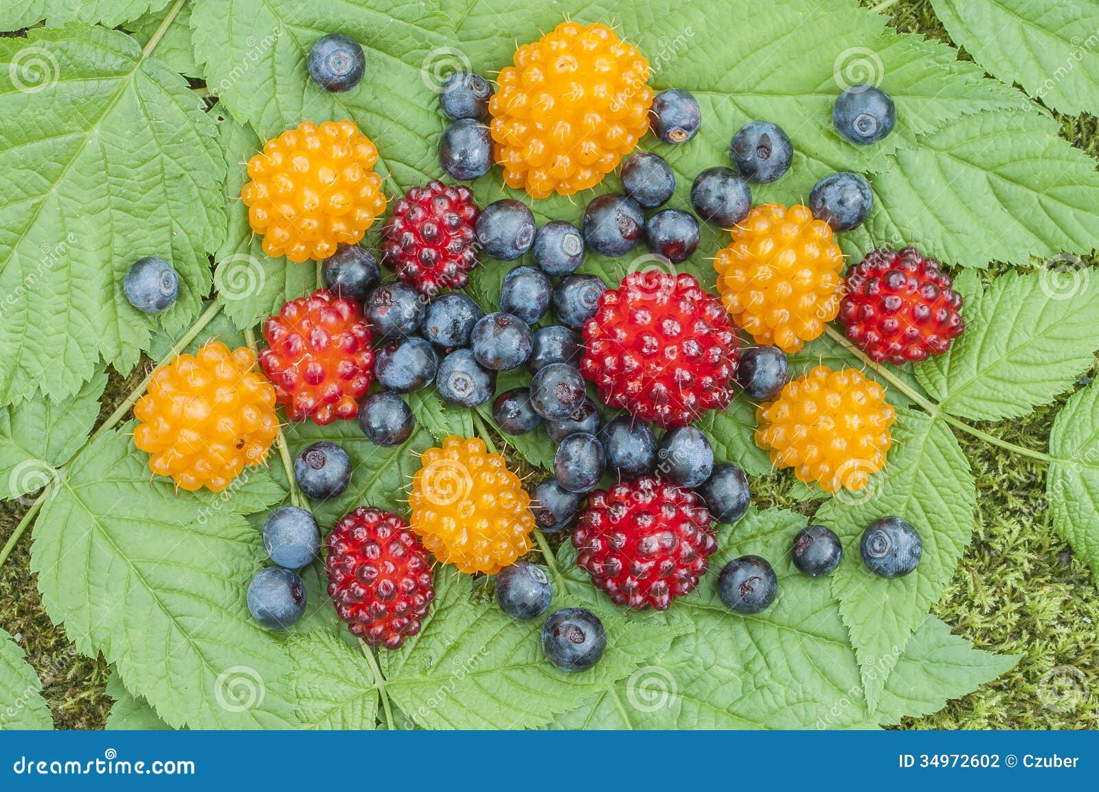 Wilde bessen Van Alaska stock foto. Image of oogst, assortiment - 34972602