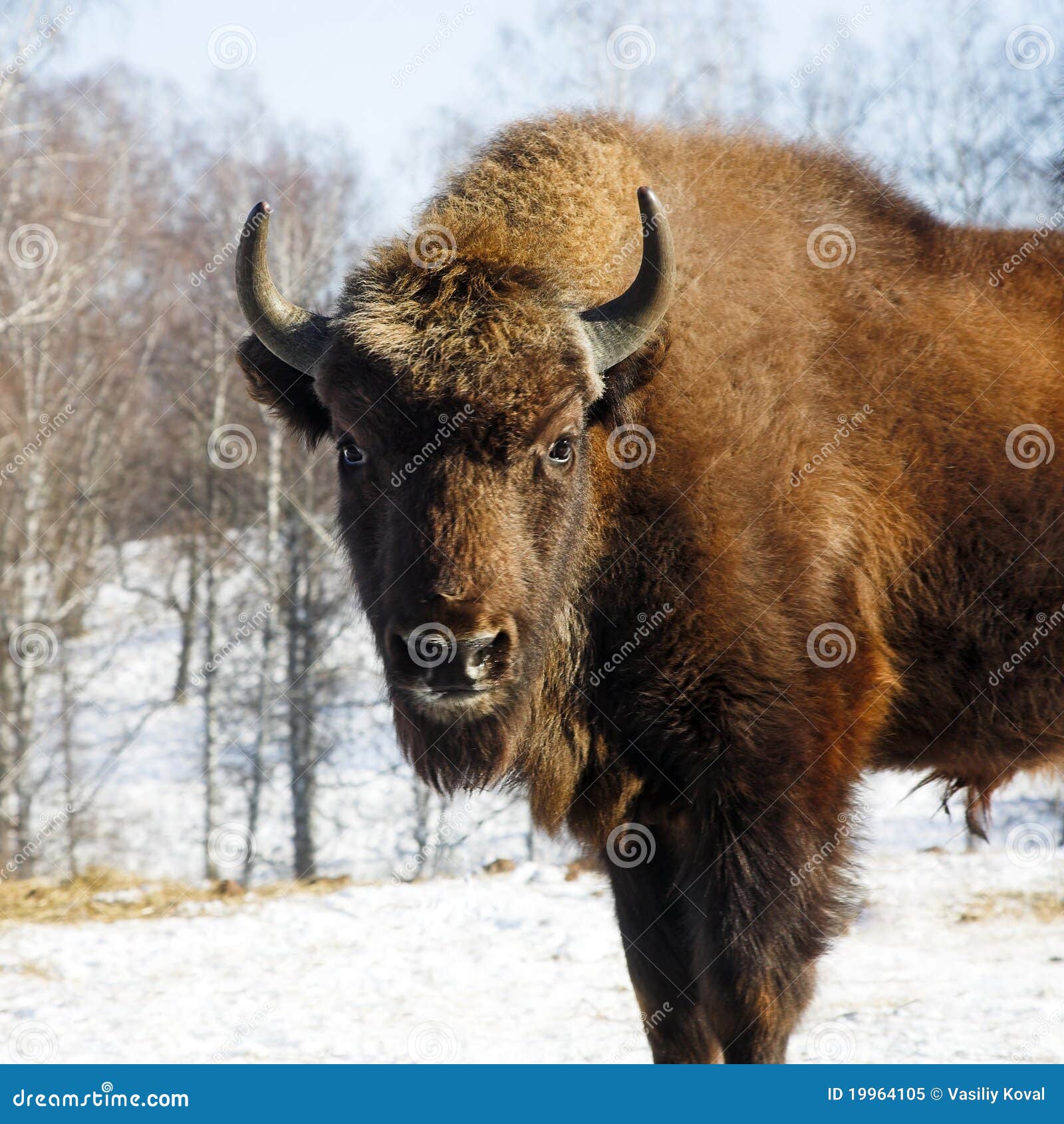 Wilde bizon stock afbeelding. Image of zwaar, koude, hevig - 19964105