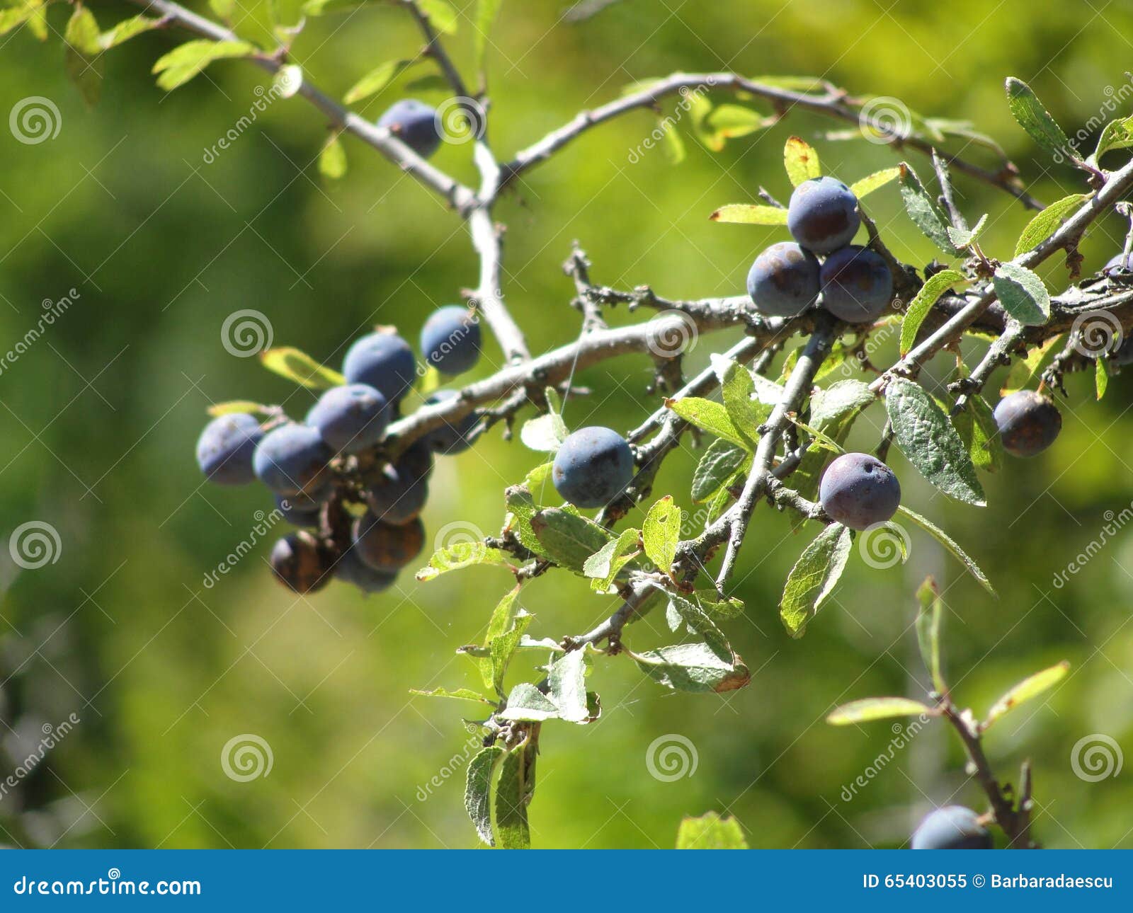 Wilde blauwe bessen stock afbeelding. Image of bomen - 65403055