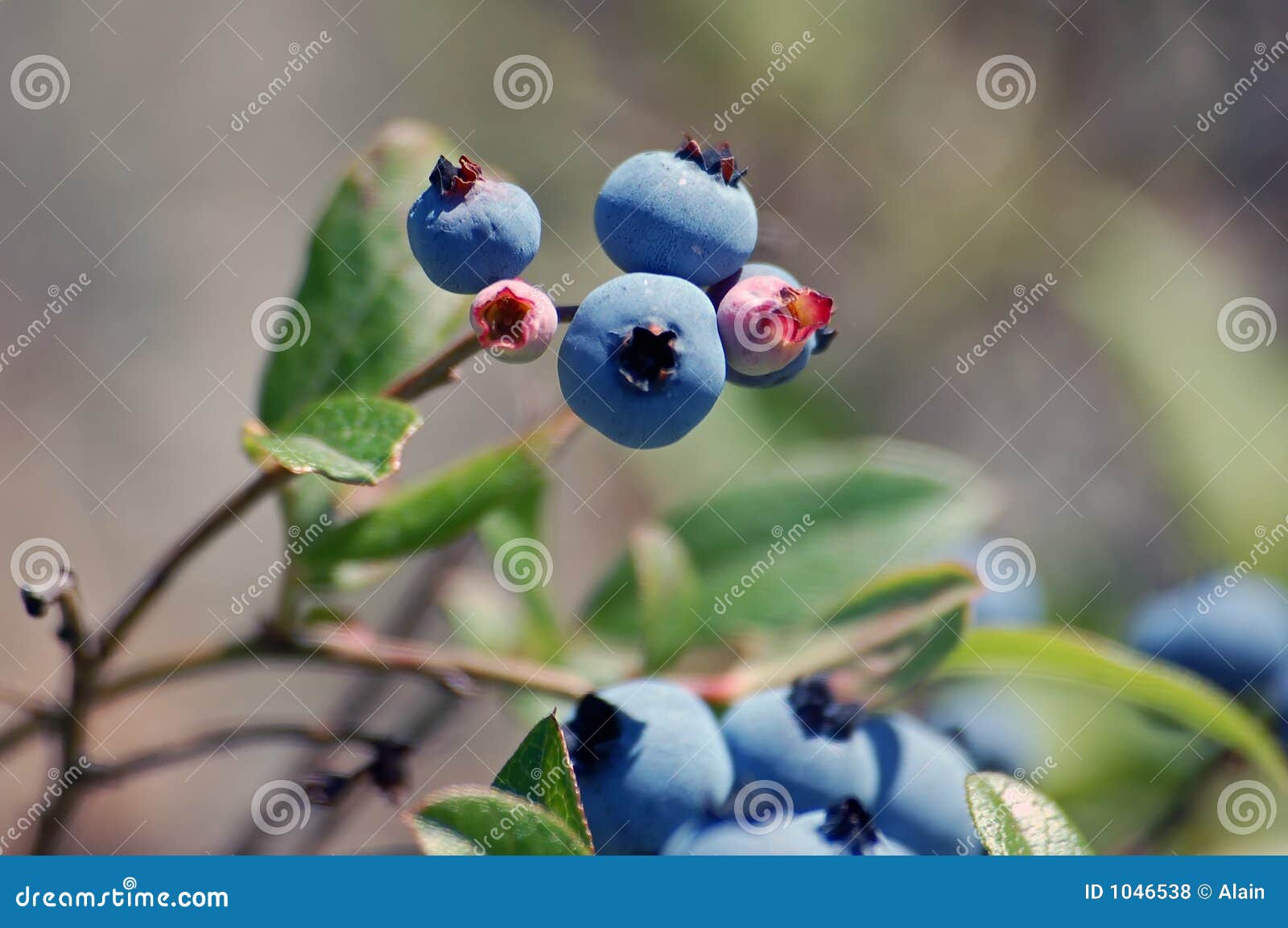 Wilde Bosbessen stock foto. Image of organisch, groen - 1046538