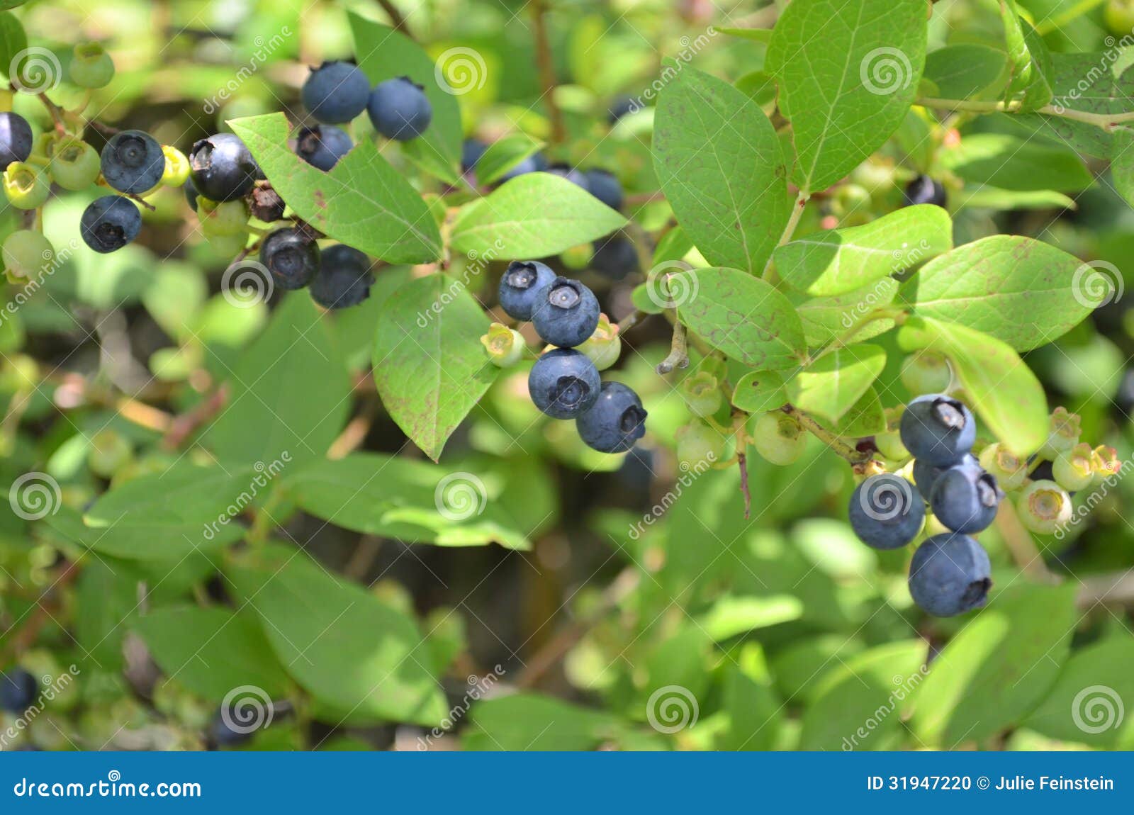 Wilde Bosbessen stock foto. Image of bosbes, gezond, vers - 31947220