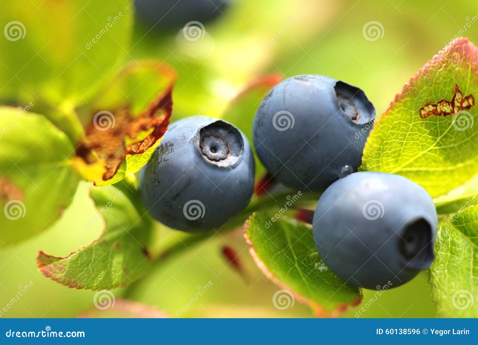 Wilde Bosbessen Op De Struik in Bosvaccinium Myrtillus Stock Foto ...