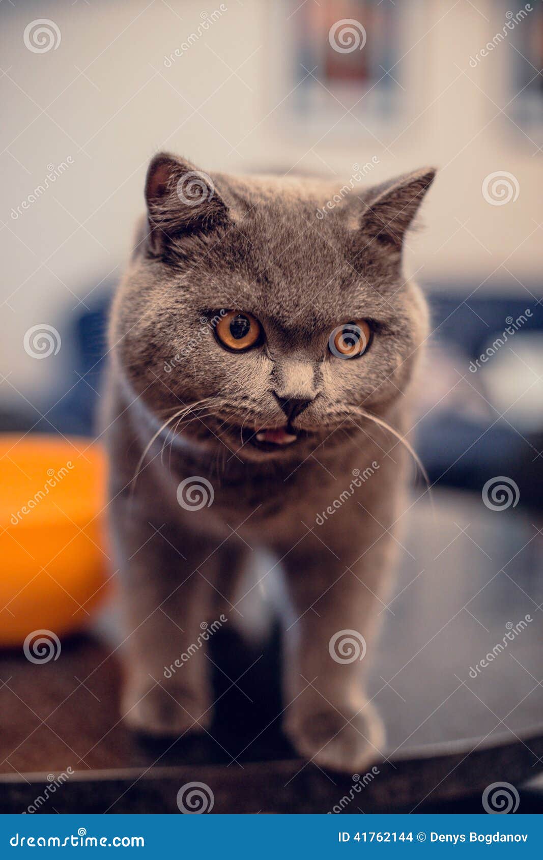 Wilde boze kat stock foto. Image of grijs, voor, uitziend - 41762144