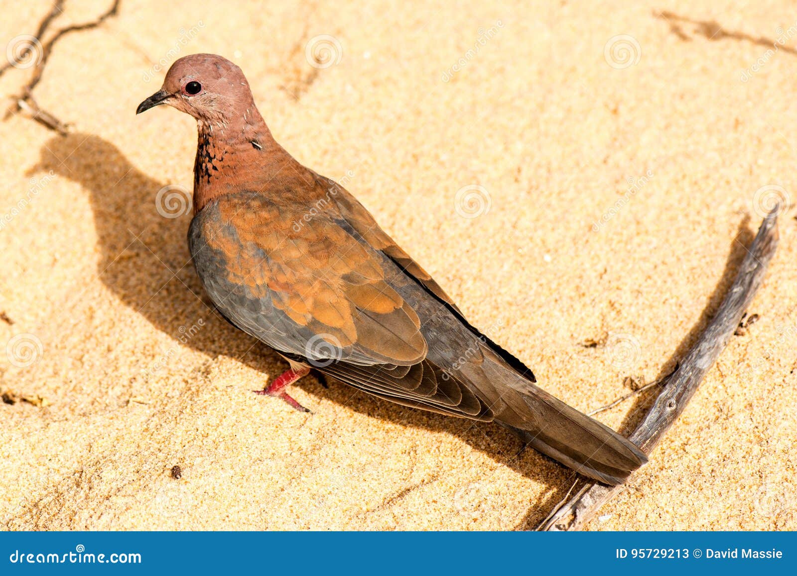 Wilde Brown-Taube in West-Australien Stockbild - Bild von küste ...