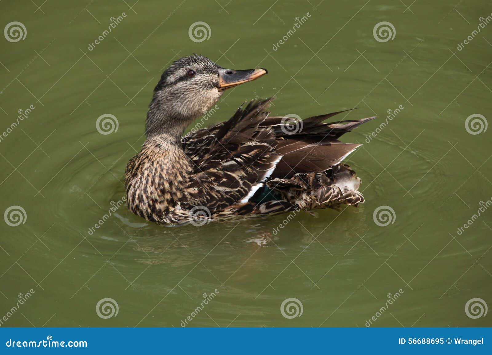 Wilde Die Eend (platyrhynchos), Ook Als De Wilde Eend Wordt Bekend ...