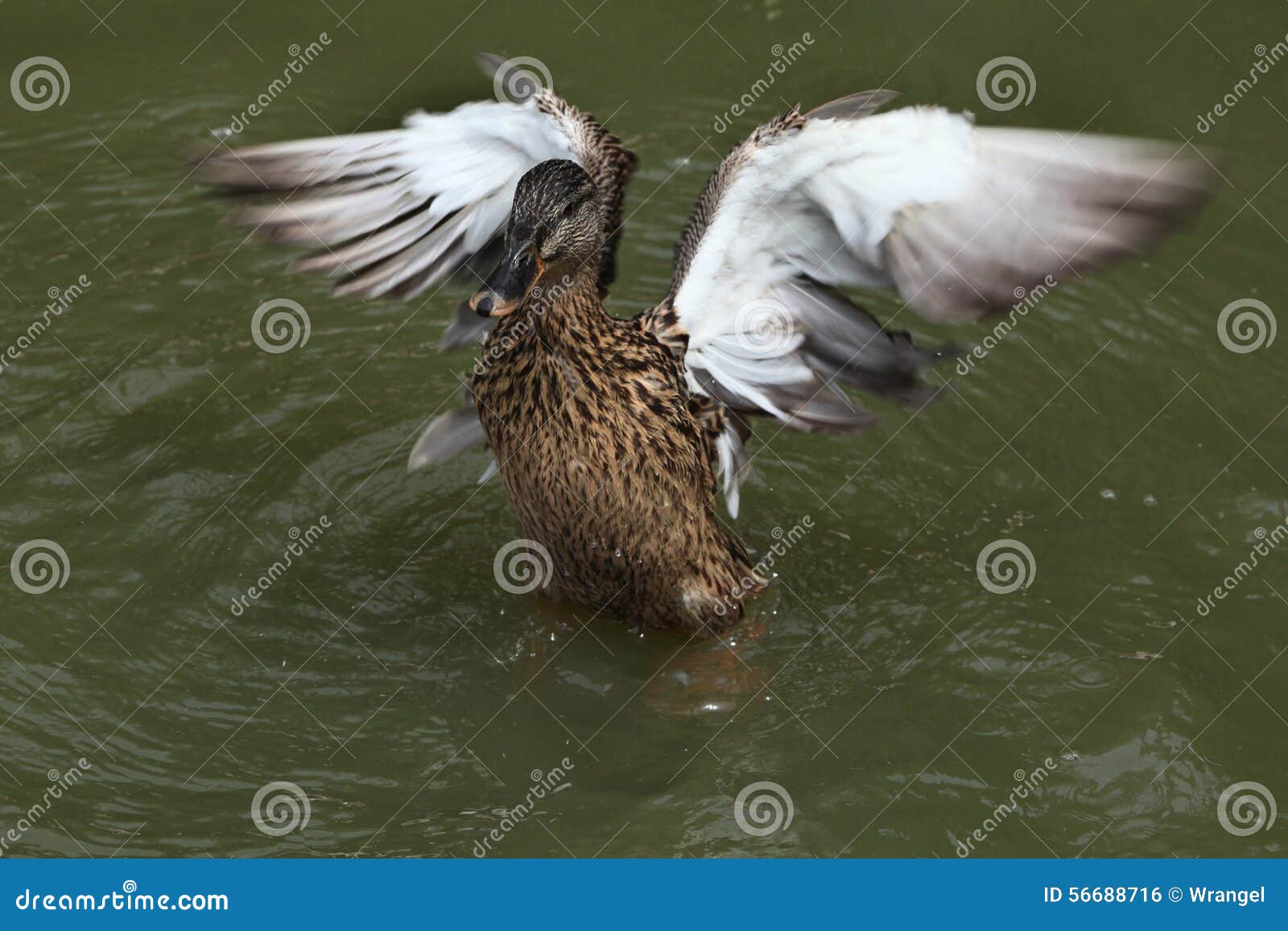 Wilde Die Eend (platyrhynchos), Ook Als De Wilde Eend Wordt Bekend ...