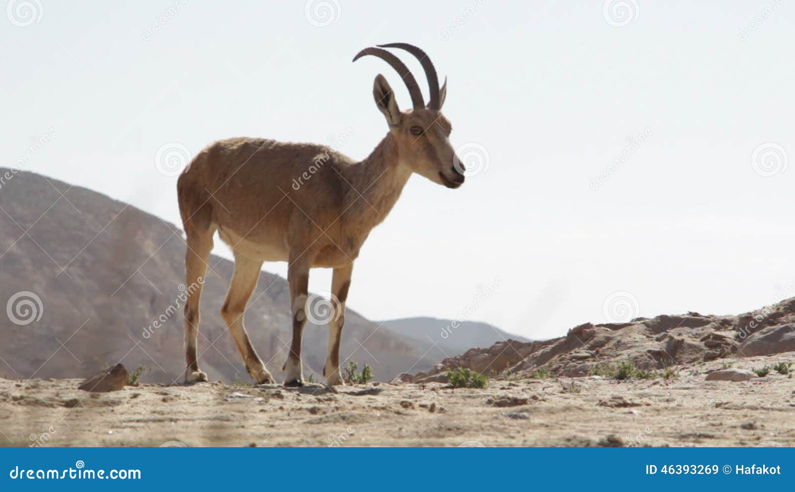 Wilde Dieren in De Woestijn in Israël Stock Video - Video of antilope ...