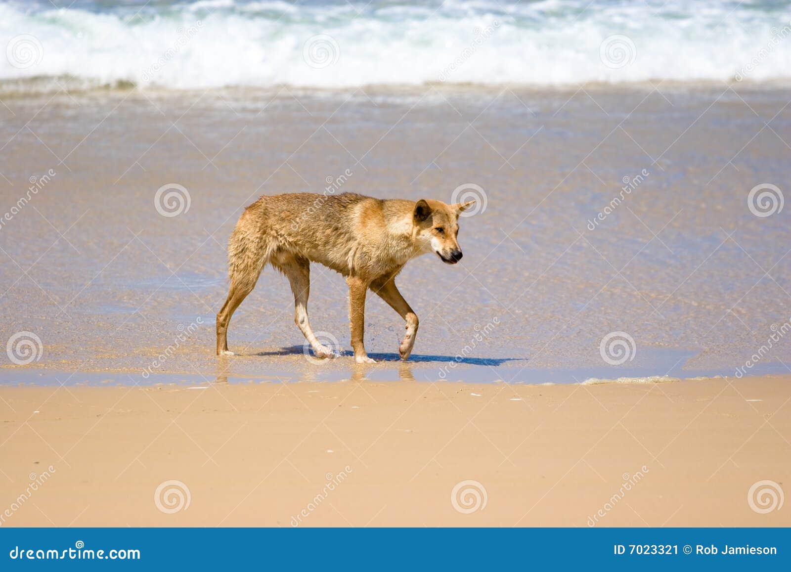 Wilde Dingo op Strand stock afbeelding. Image of bruin - 7023321