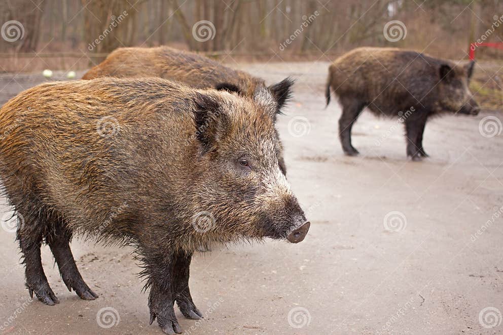 Wilde Eber stockfoto. Bild von wild, abstichgraben, lebensraum - 38457584
