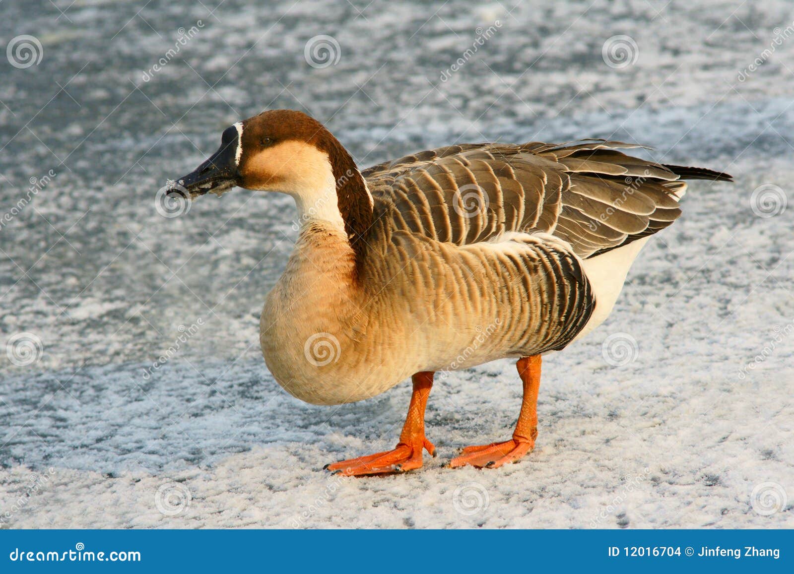 Wilde eend stock foto. Image of dier, vogel, eend, wild - 12016704