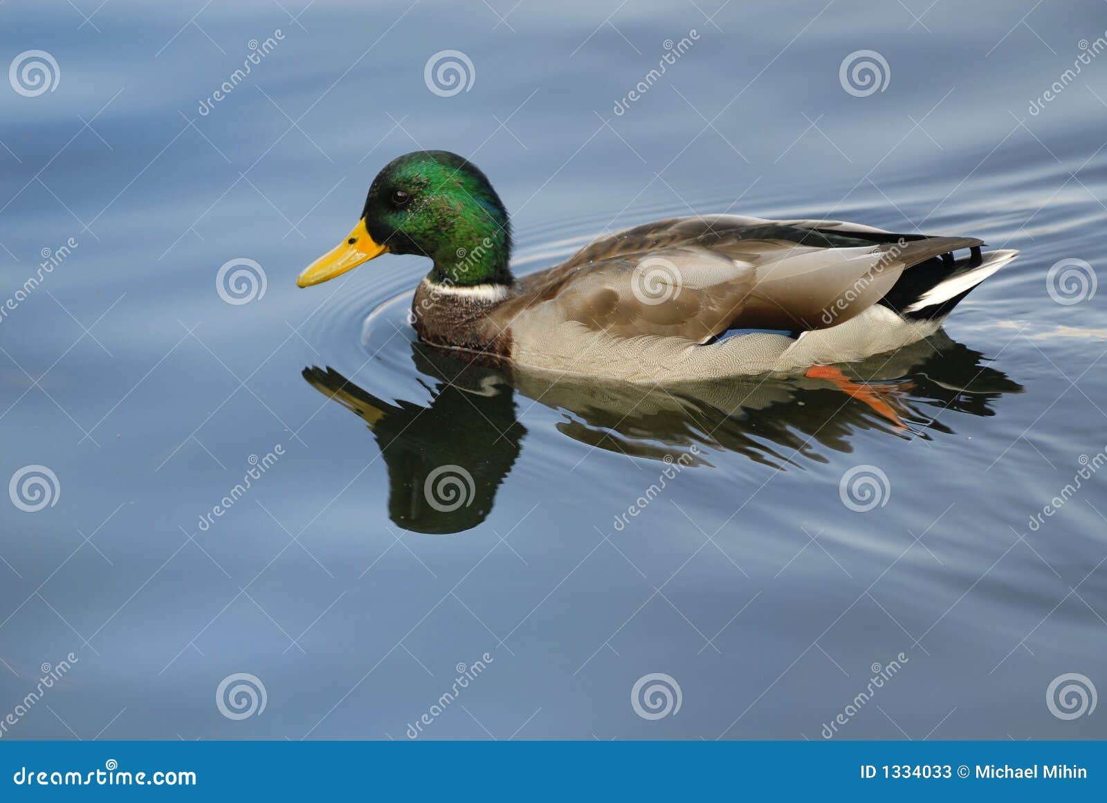 Wilde eend stock afbeelding. Image of rivier, meer, vlotter - 1334033