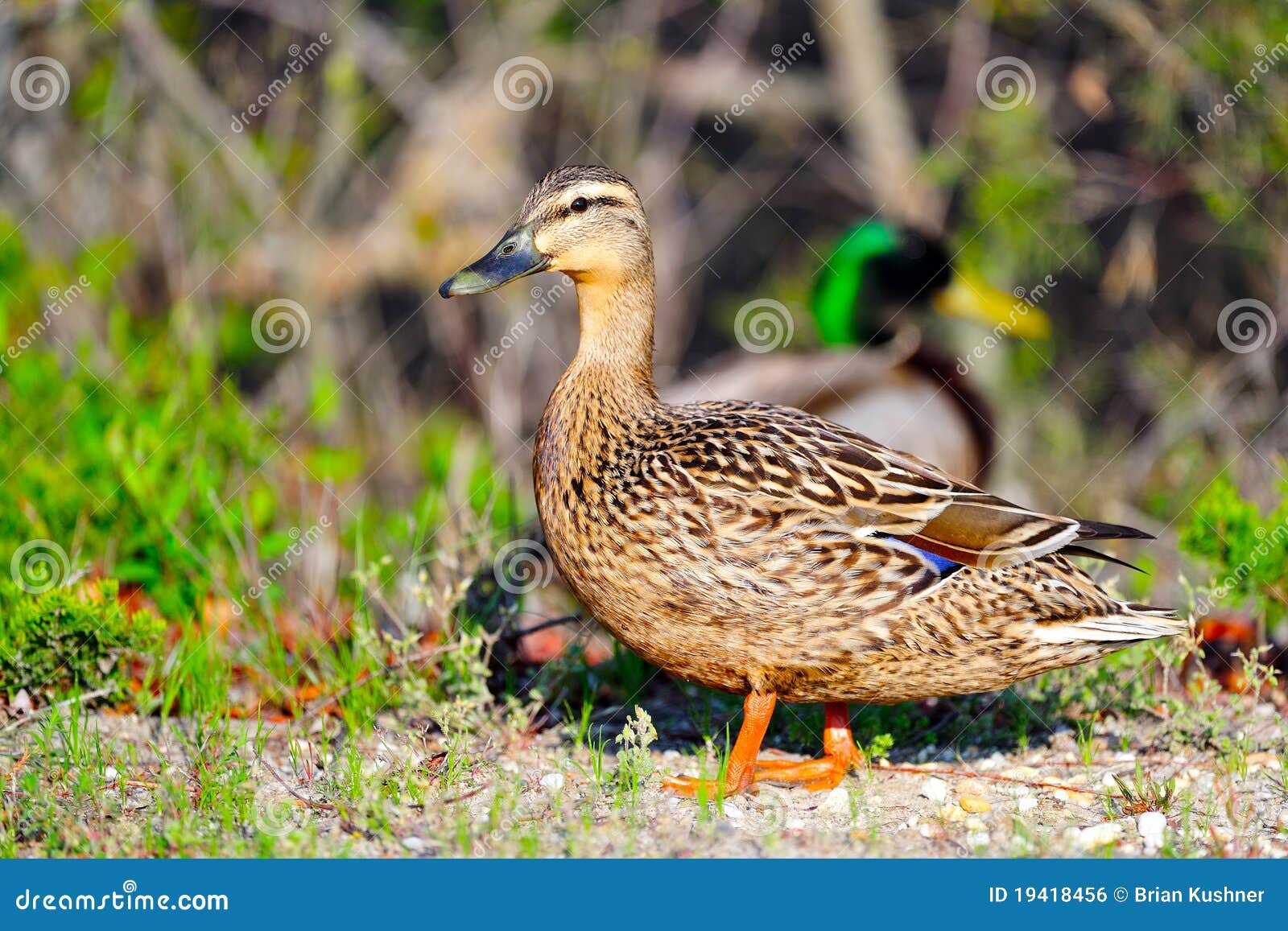 Wilde eend stock foto. Image of wijfje, mallard, wild - 19418456