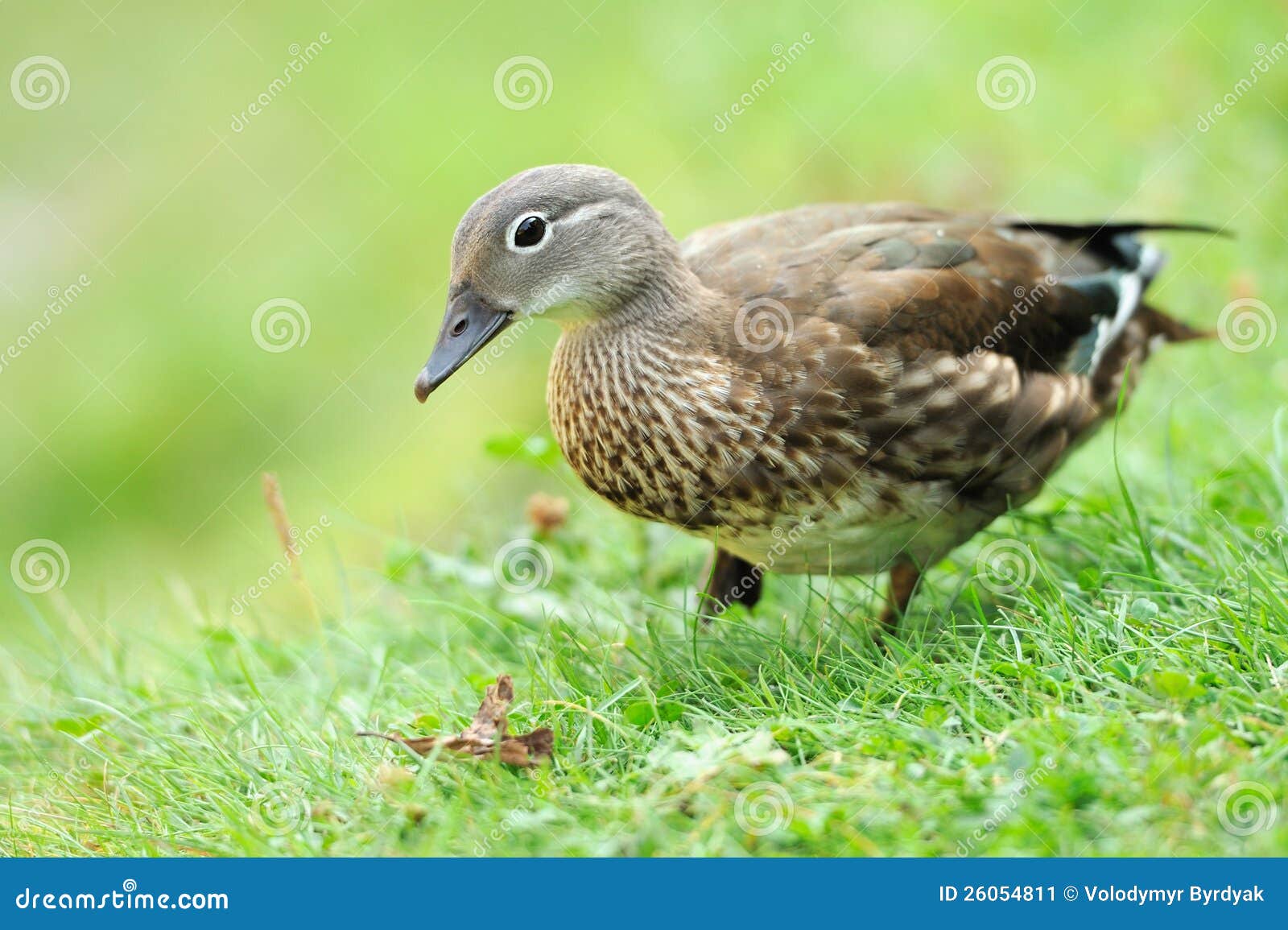 Wilde eend stock afbeelding. Image of mannetje, dier - 26054811