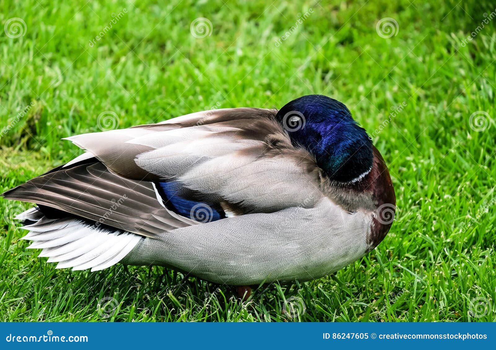 Wilde Eend Picture. Image: 86247605