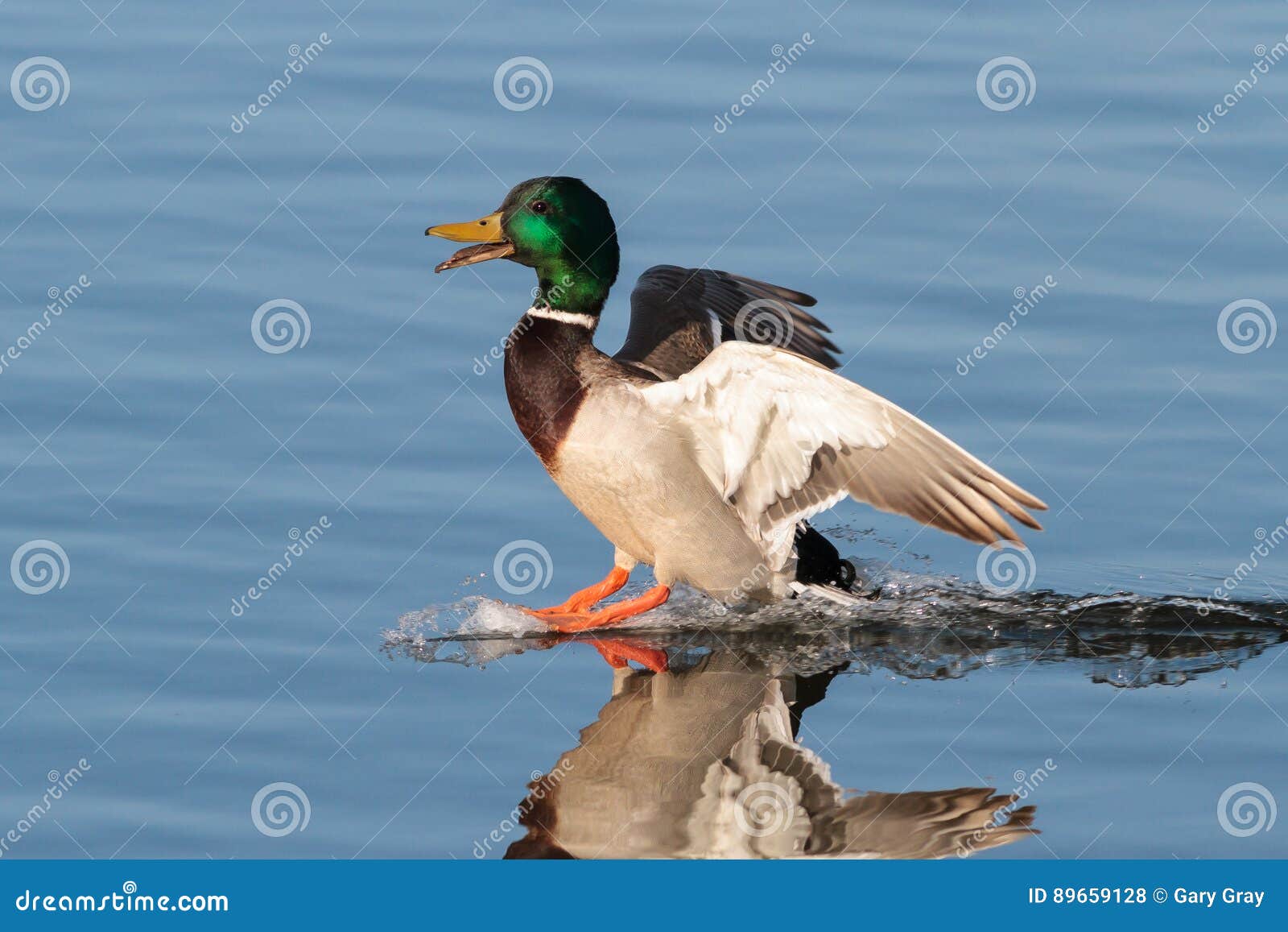 Wilde Eend Die Op Water Landen Stock Foto - Image of draak, vleugel ...