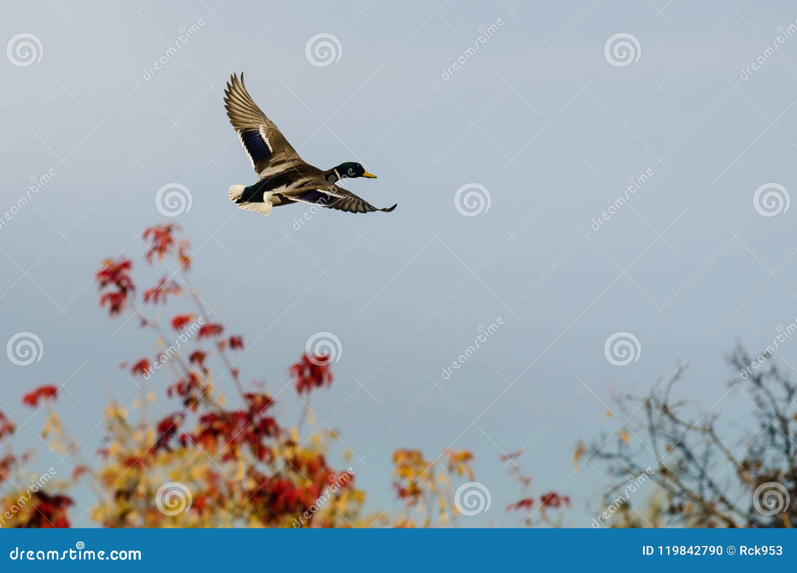 Wilde Eend Duck Flying Past Autumn Trees Stock Foto - Image of bomen ...