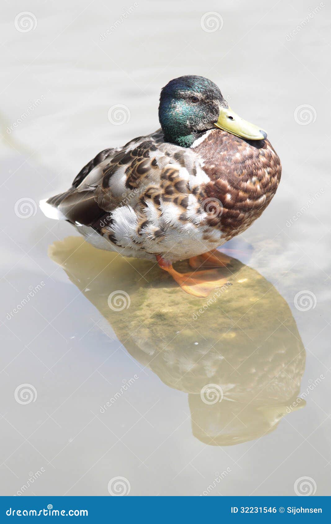 Wilde eend en bezinning stock foto. Image of dier, mallard - 32231546