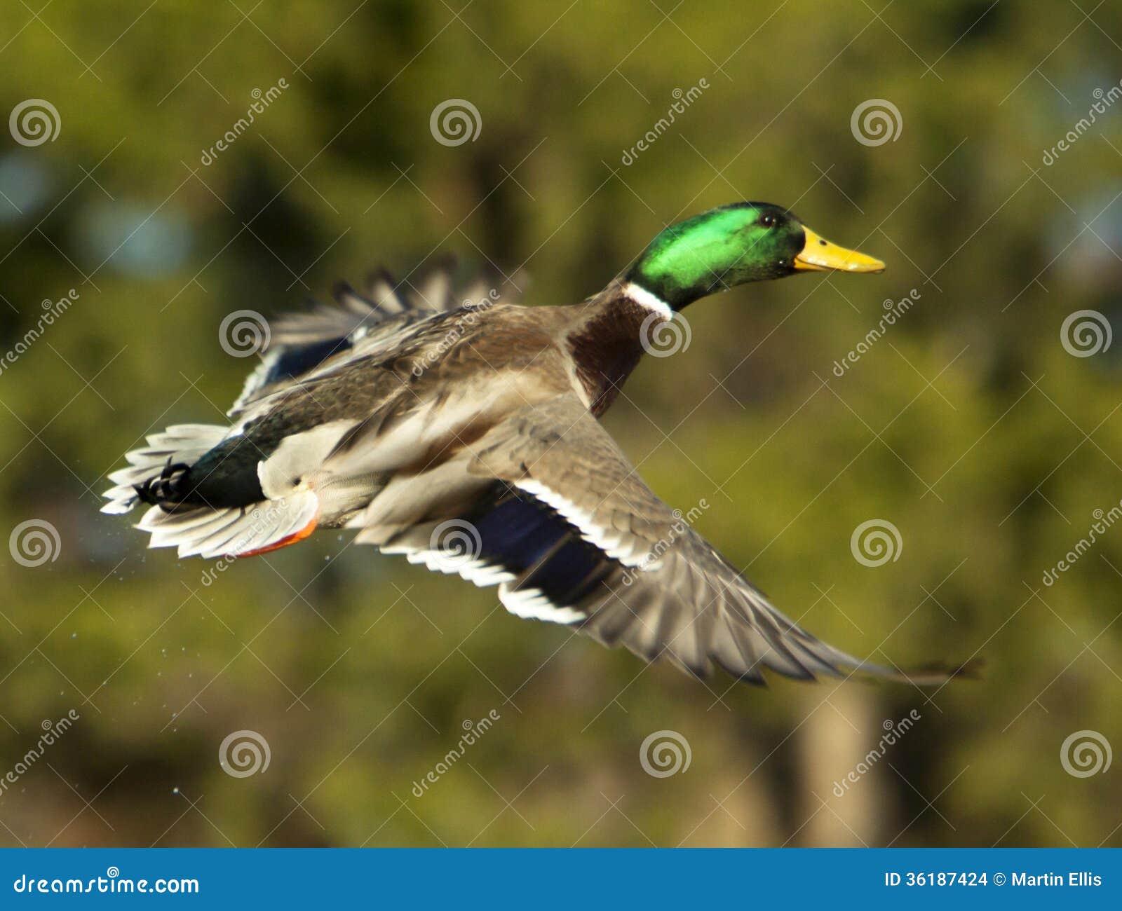 Wilde Eend Groen Drake in Flight on Blurred Stock Foto - Image of ...