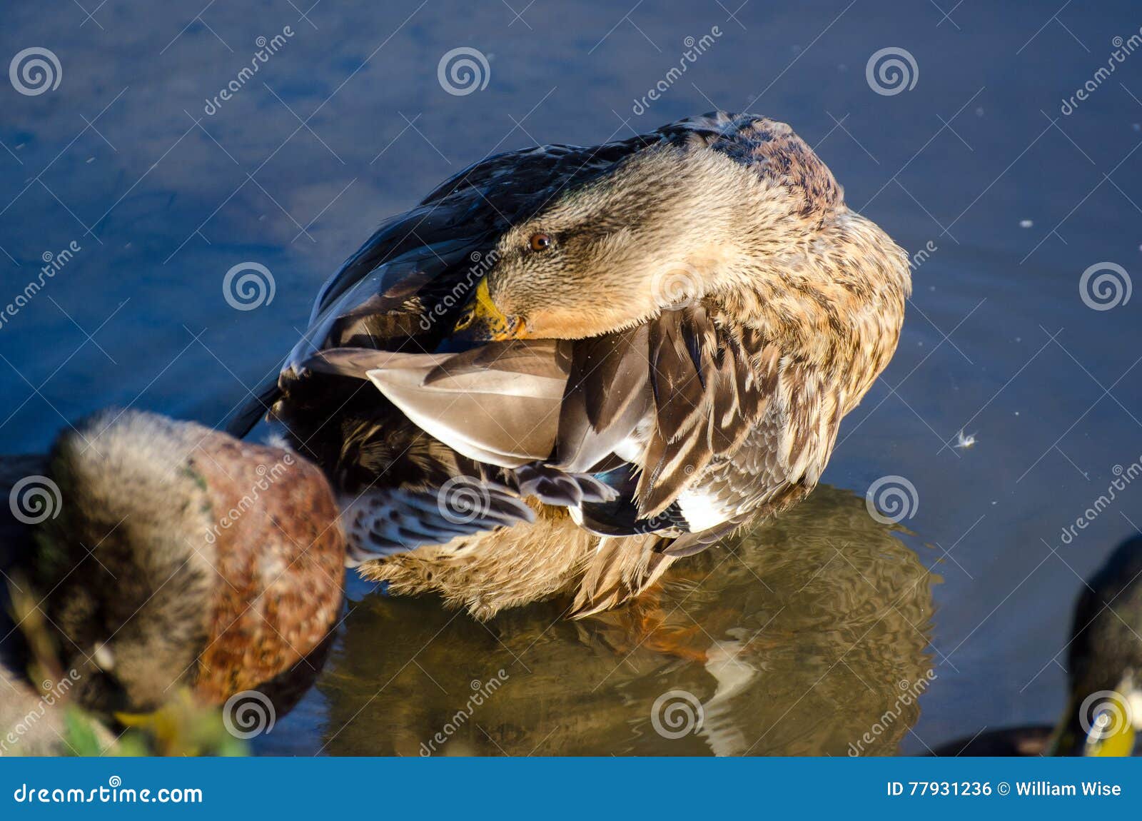 Wilde Eend Hen Molt Preening Stock Foto - Image of moeras, geboorte ...