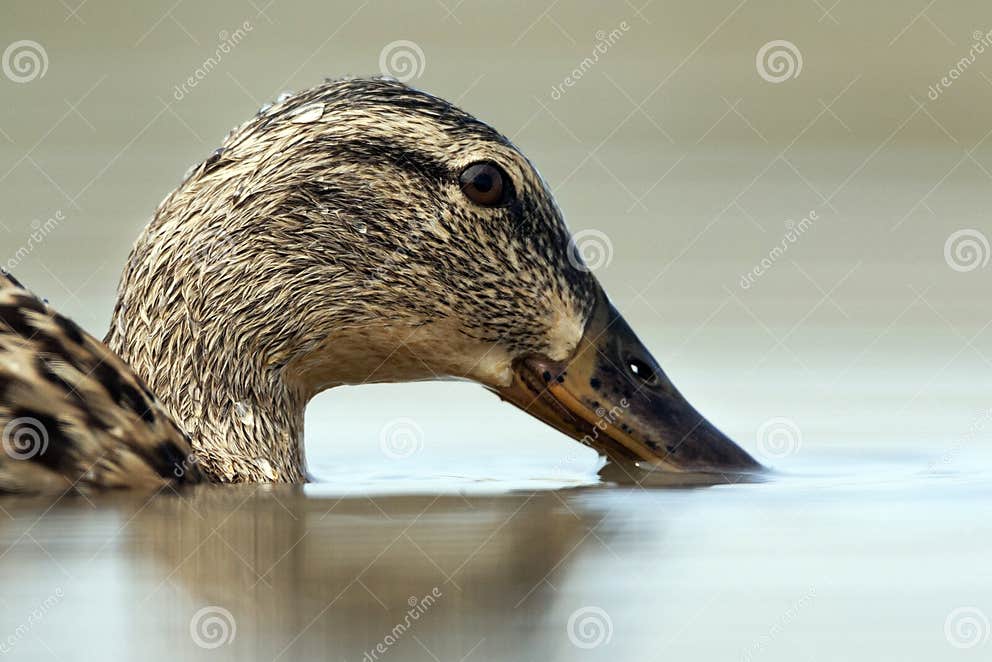 Wilde Eend, Mallard, Anas Platyrhynchos Image stock - Image du europe ...