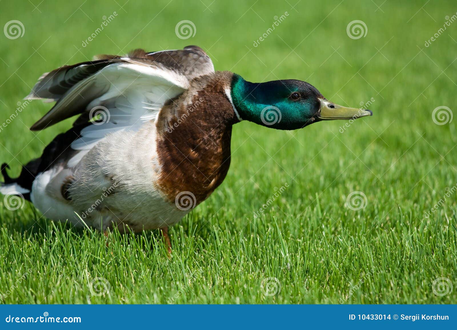 Wilde Eend Op Het Groene Gras Stock Foto - Image of perceel, groen ...