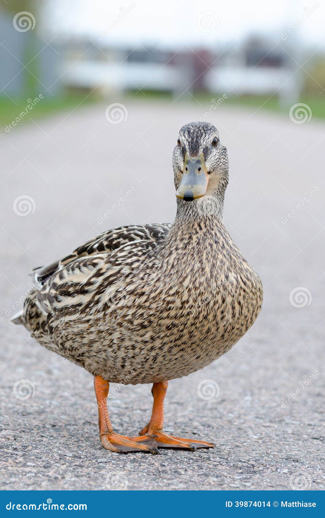 Wilde Eend Vrouwelijke Eend Stock Foto - Image of dier, trillend: 39874014