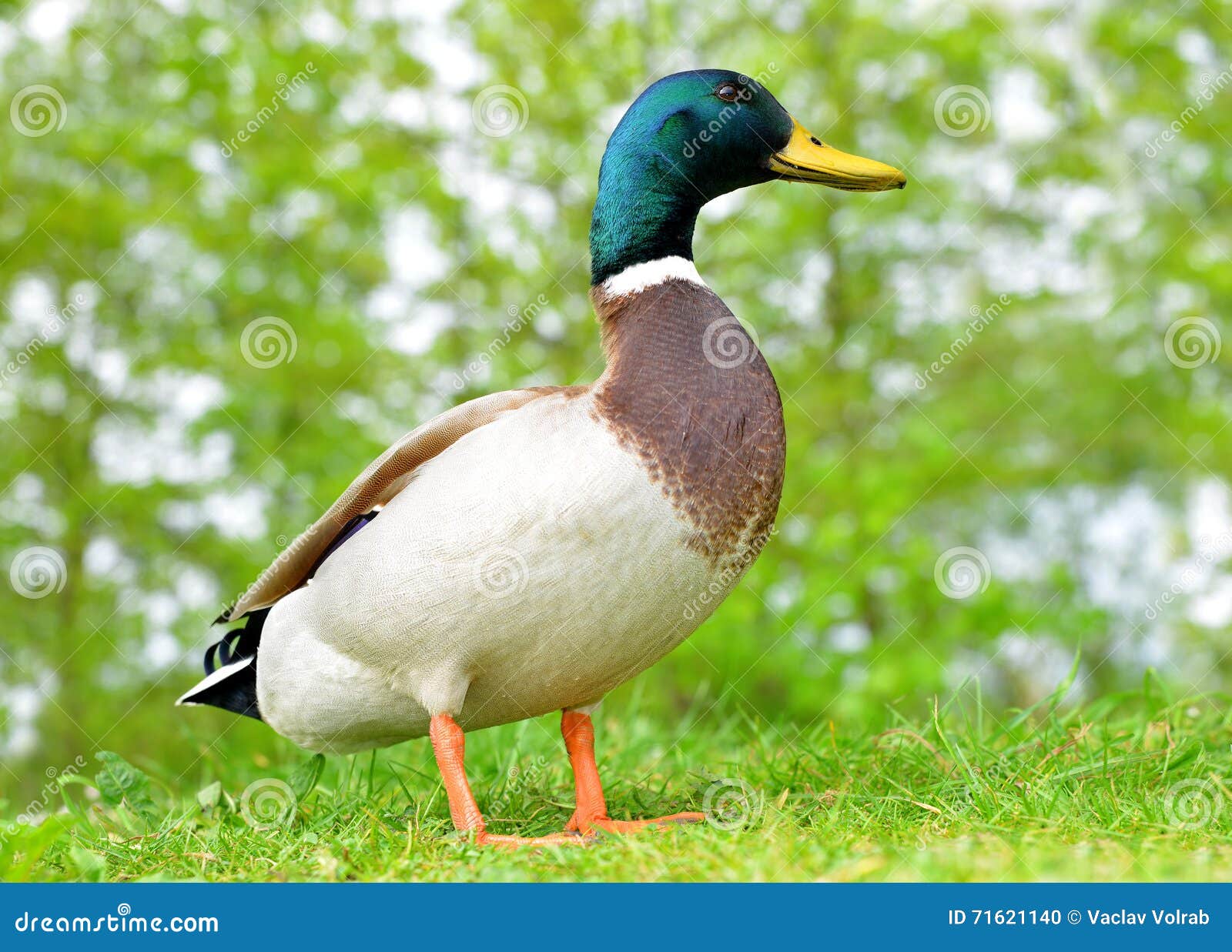 Wilde Eend of Wilde Eend Op Groen Gras Stock Foto - Image of landelijk ...