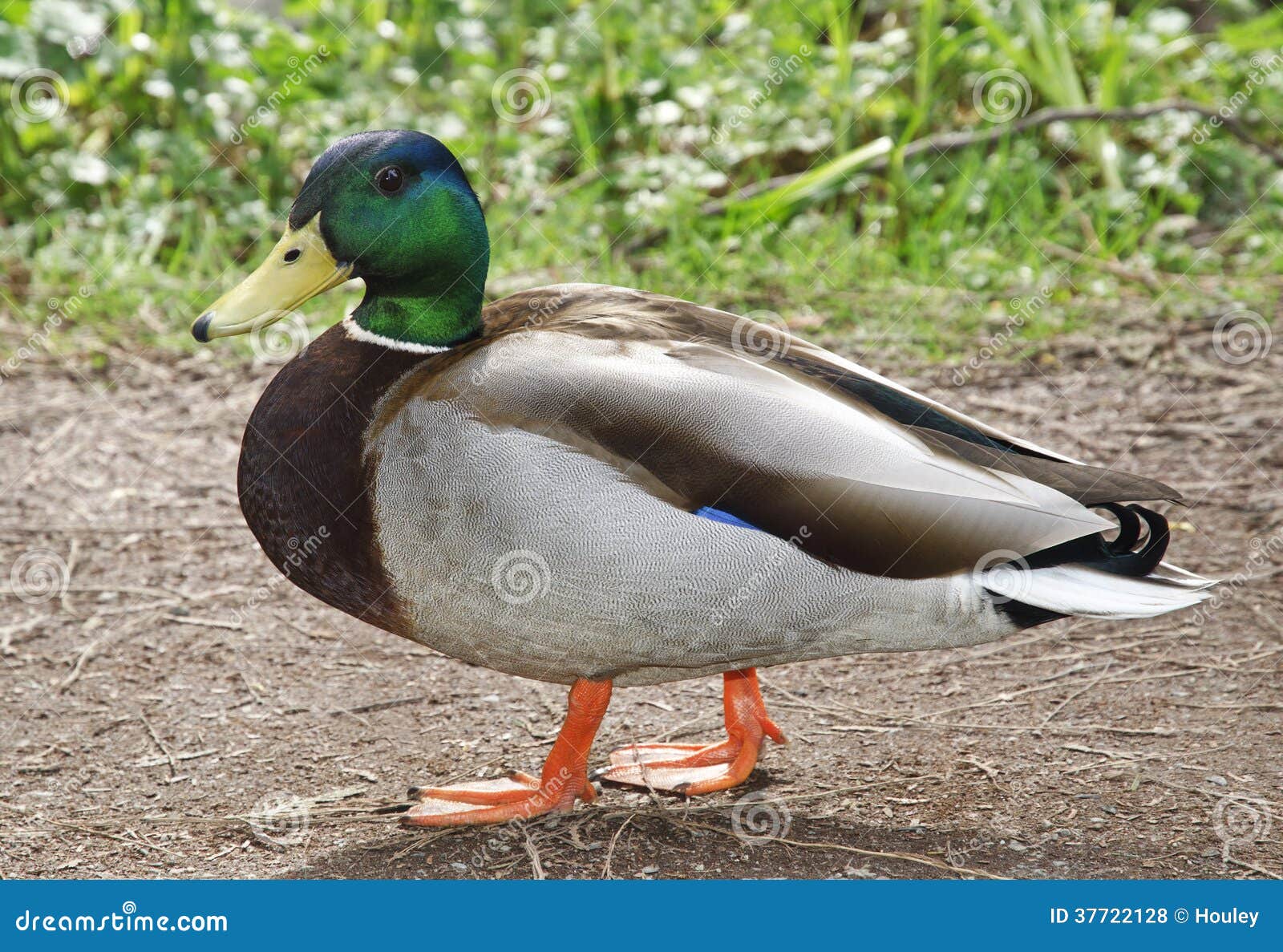 Wilde eendeend stock foto. Image of veer, eend, vogel - 37722128