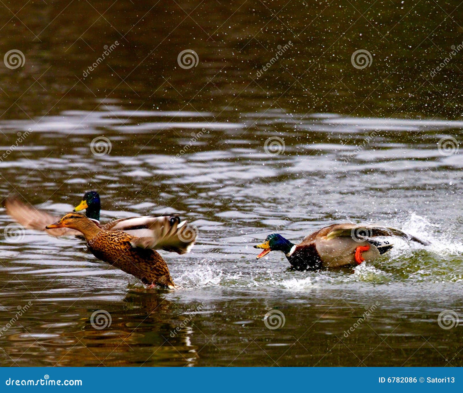 Wilde eenden in de vijver stock foto. Image of plaats - 6782086