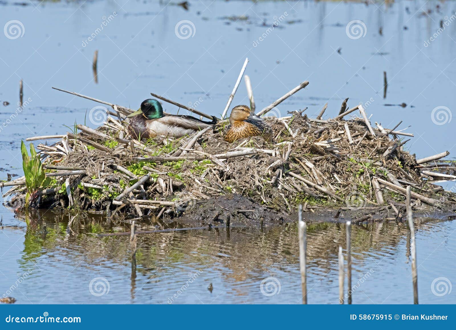 Wilde eenden in Nest stock afbeelding. Image of wijfje - 58675915