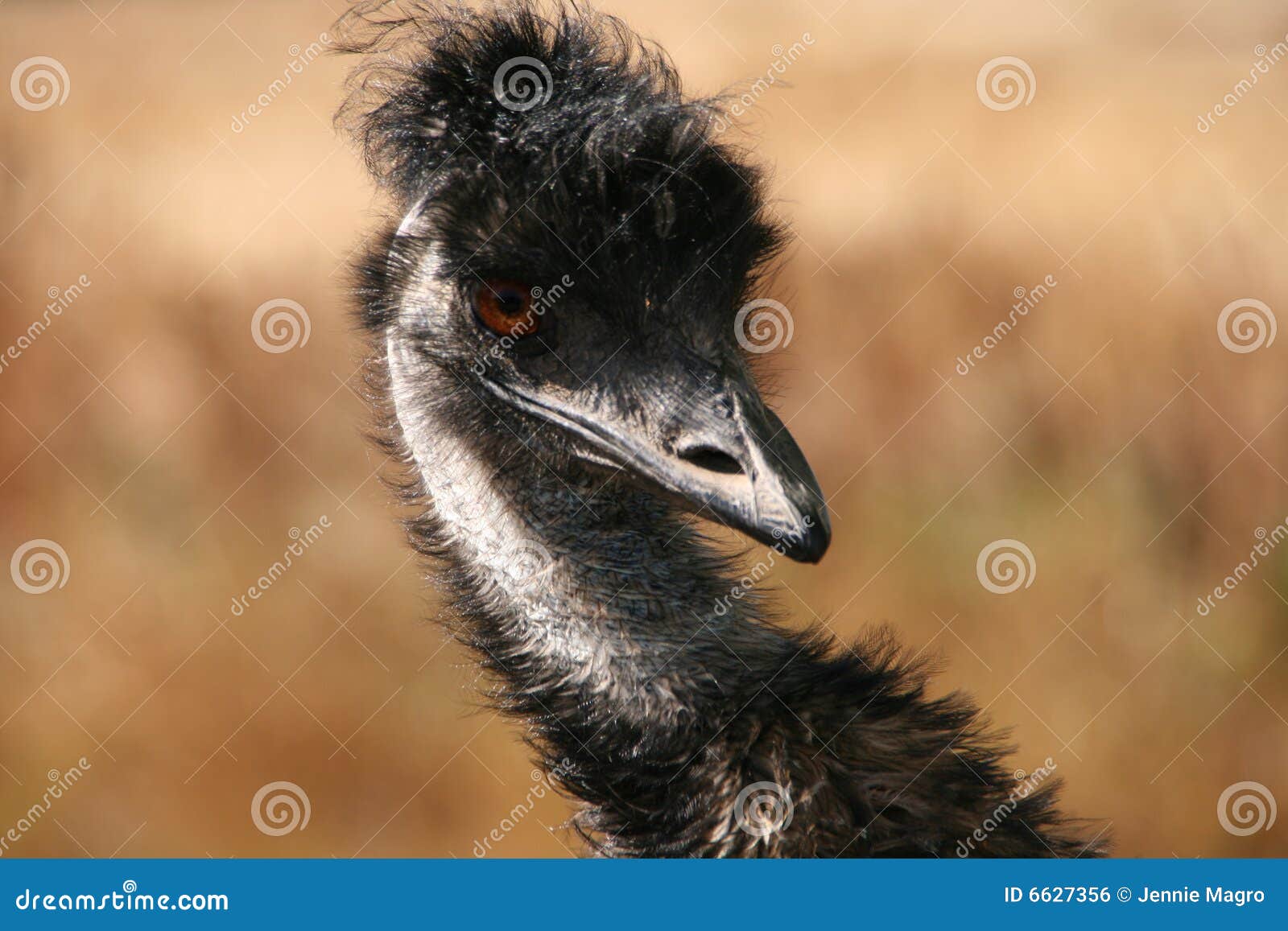 Wilde Emoe stock foto. Image of vogel, looppas, hoofd - 6627356