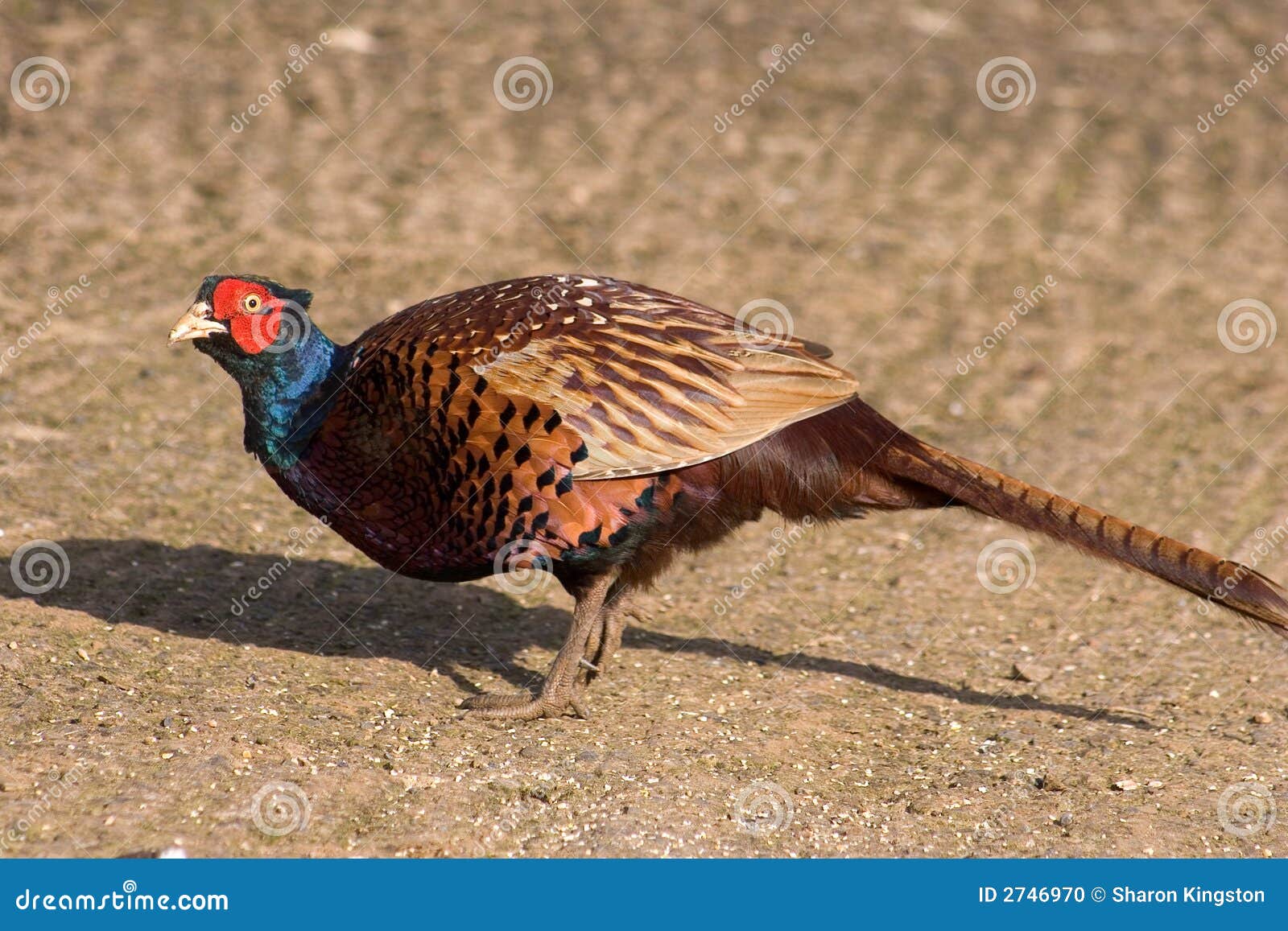 Wilde fazant stock foto. Image of spel, wild, staart, kleurrijk - 2746970