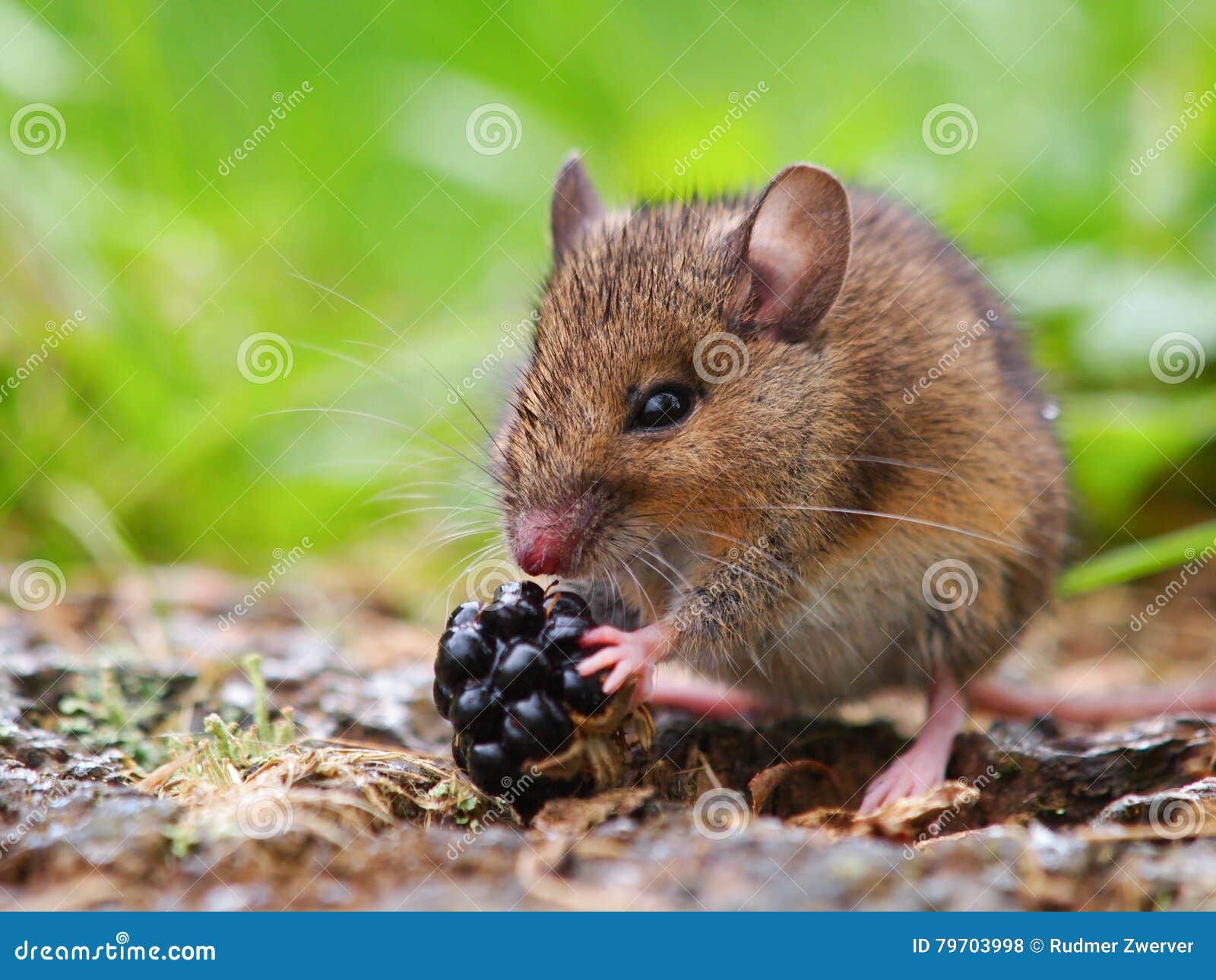 Wilde Feldmaus, Die Brombeere Isst Stockfoto - Bild von nave, augen ...