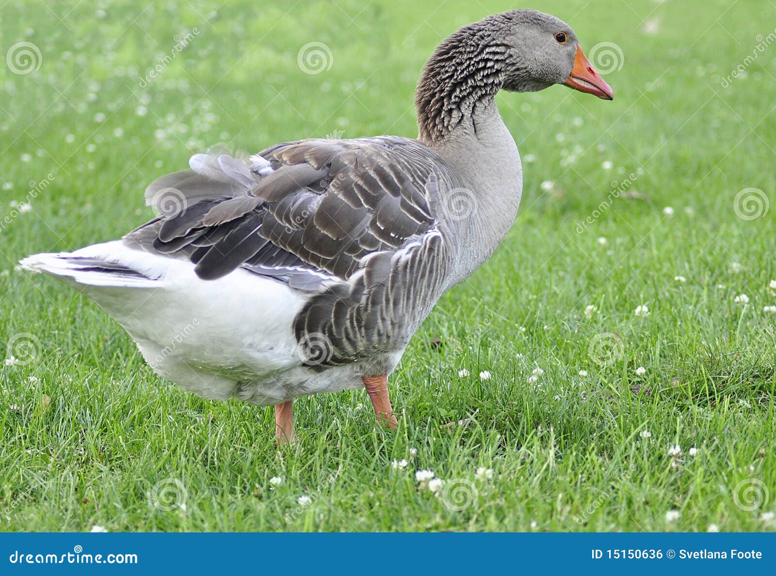 Wilde gans stock foto. Image of gans, veer, gras, meer - 15150636