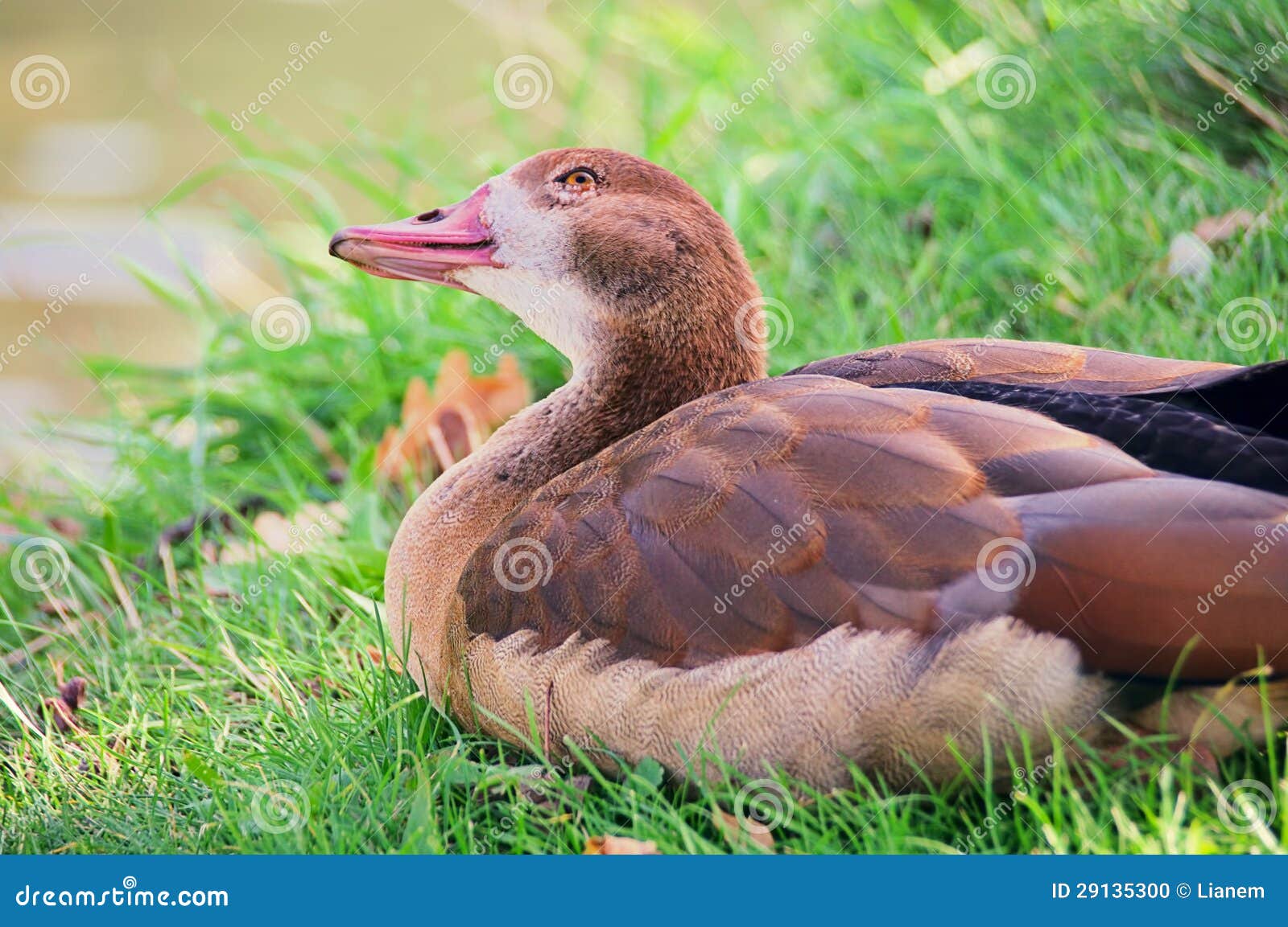 Wilde gans stock foto. Image of groen, vleugel, dier - 29135300