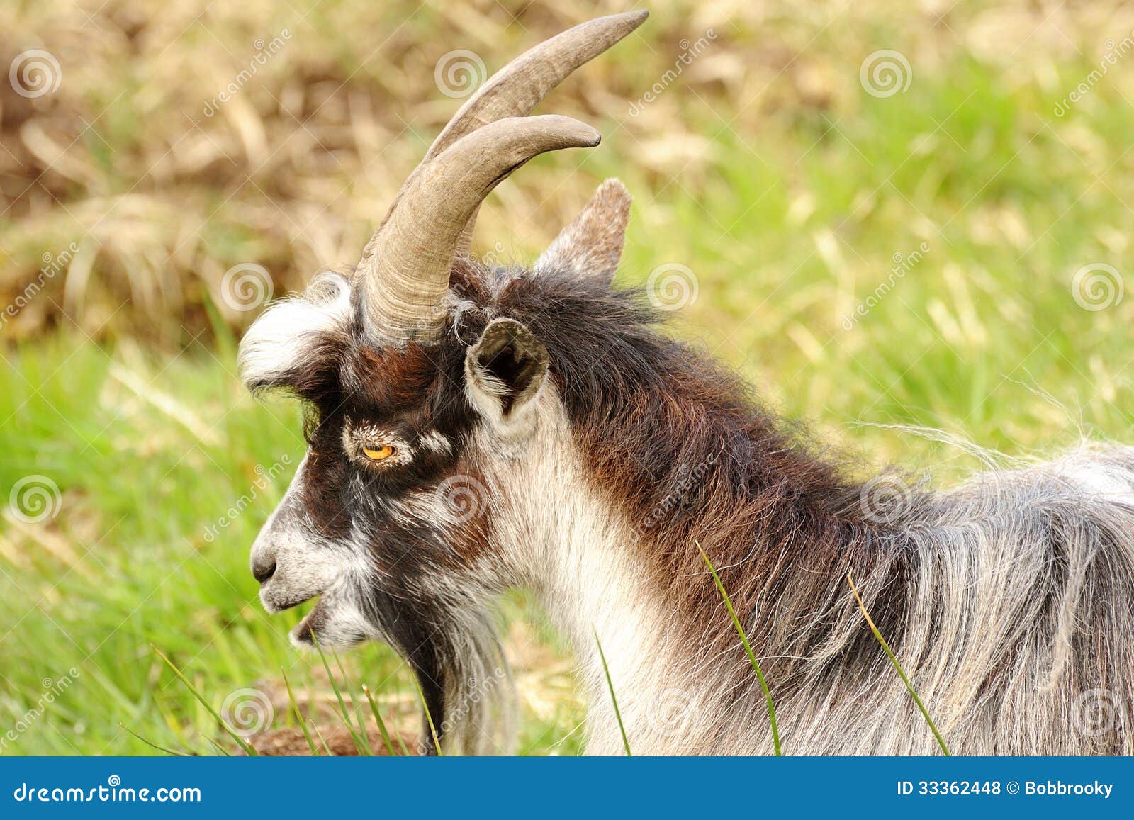 Wilde Geit (Capra-aegagrushircus) Schotland Stock Foto - Image of ...