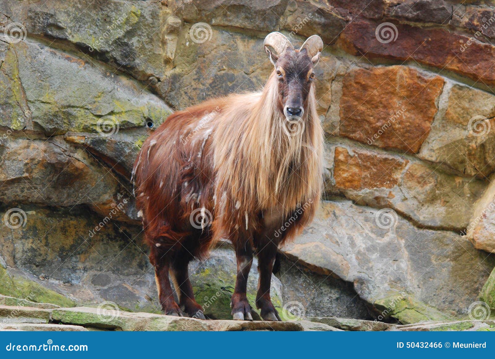 Wilde geiten stock foto. Image of bergtop, beklim, droog - 50432466