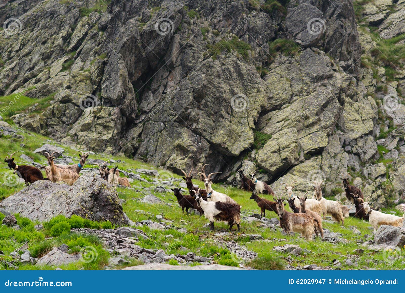 Wilde geiten in de bergen stock afbeelding. Image of park - 62029947